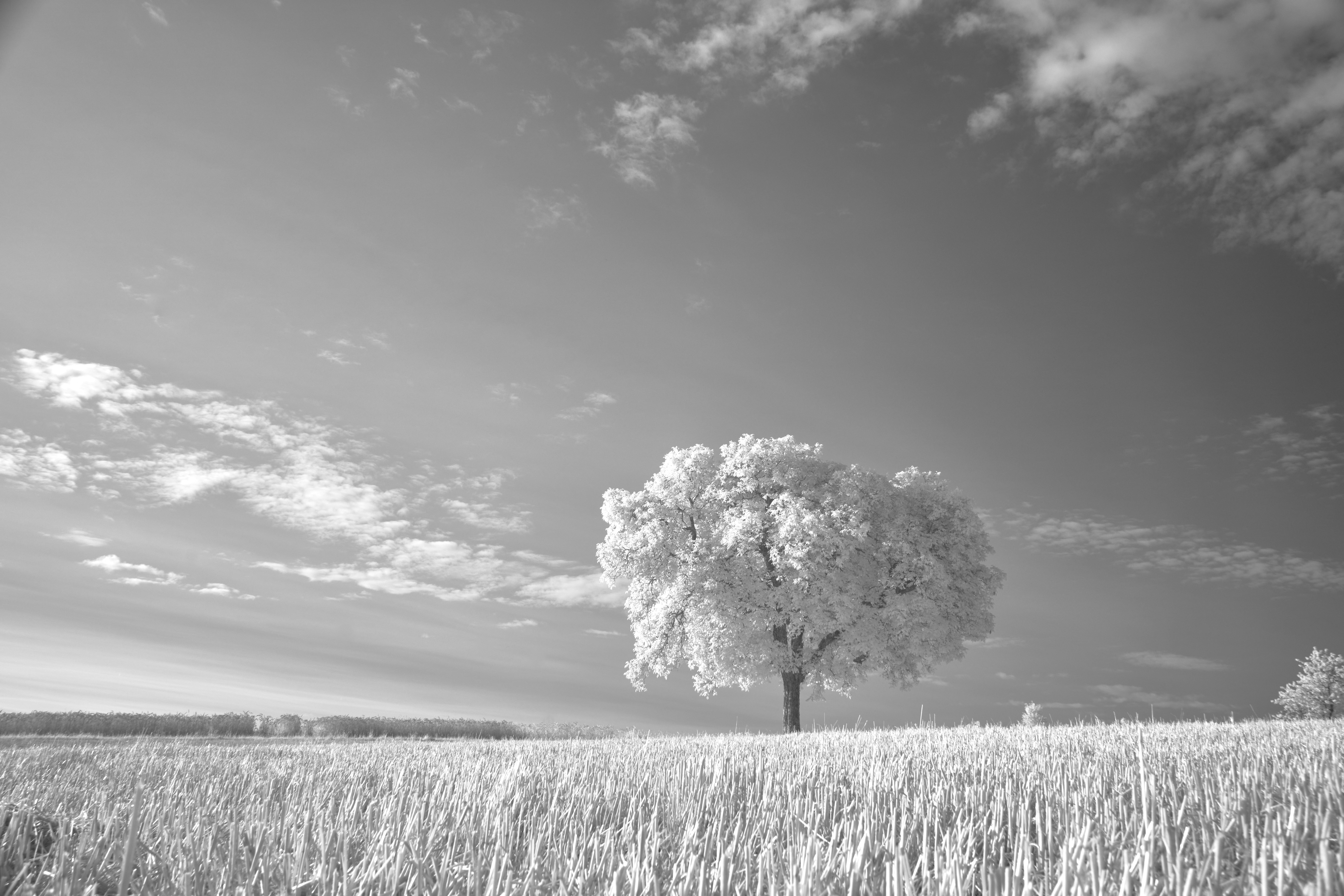 Une photo en noir et blanc d’un arbre dans un champ photo – Photo Gris ...