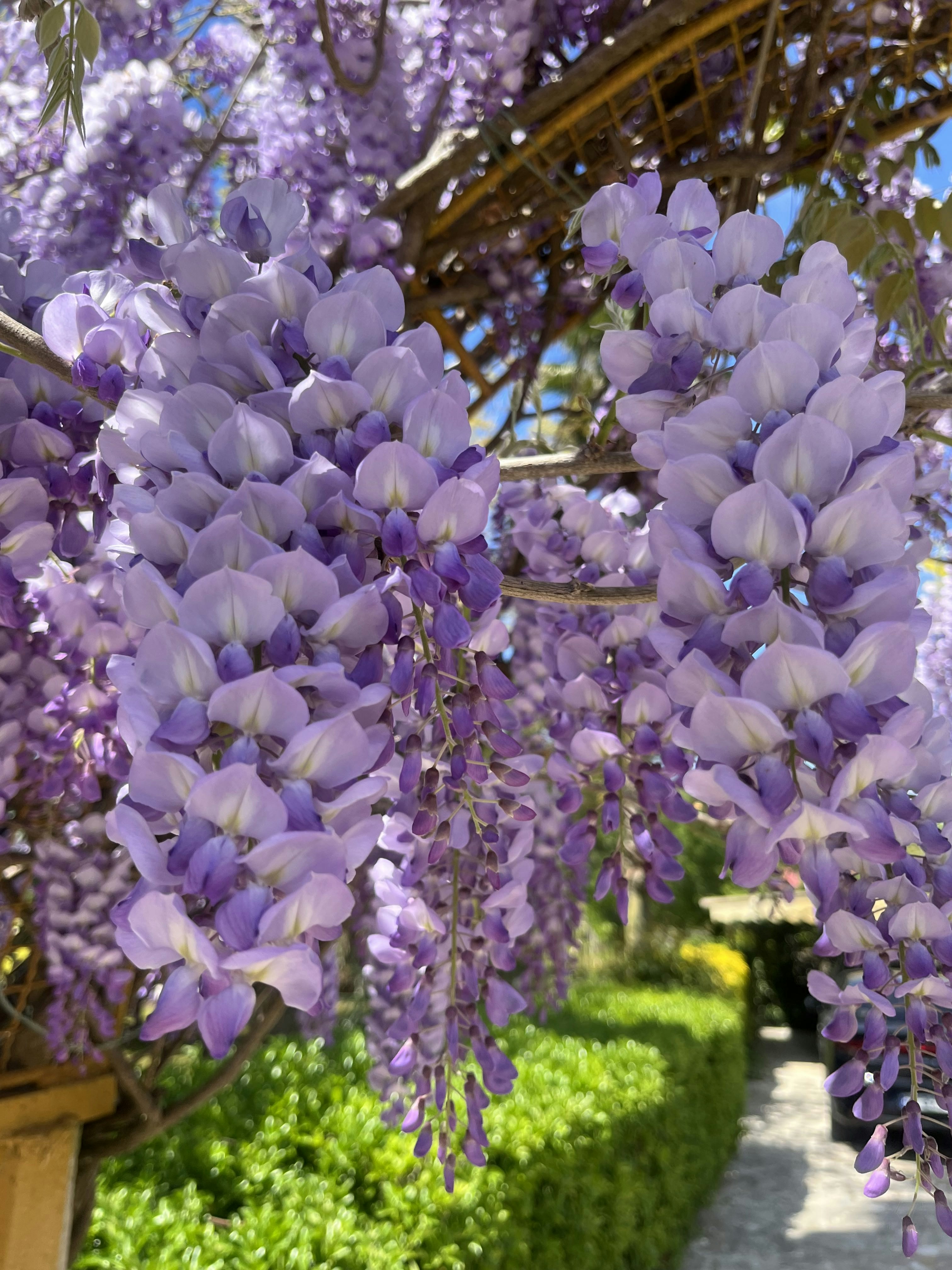 Wisteria Cascade in Lavender Light