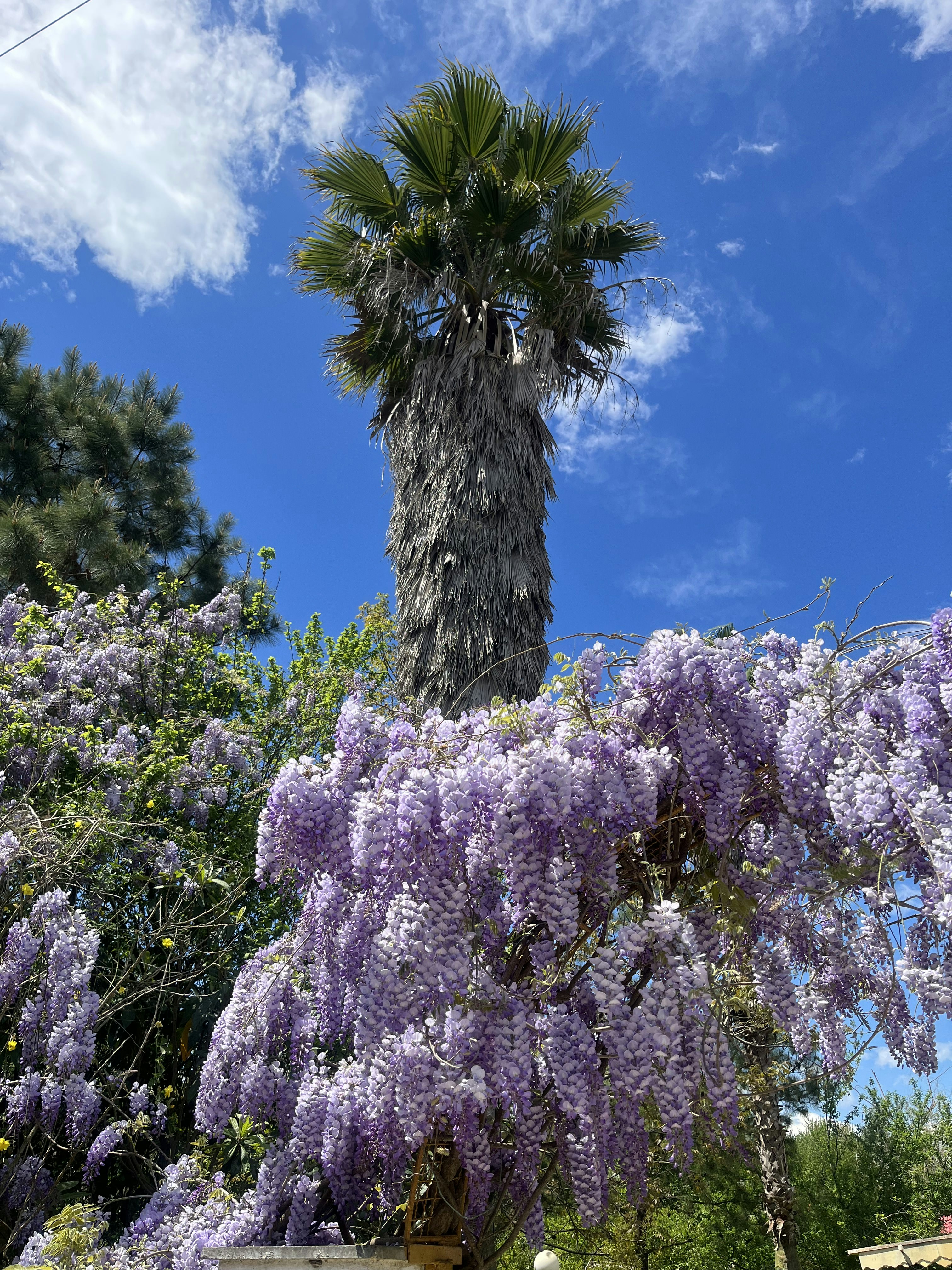 Palm Crown Rising Over a Cascade of Purple Wisteria