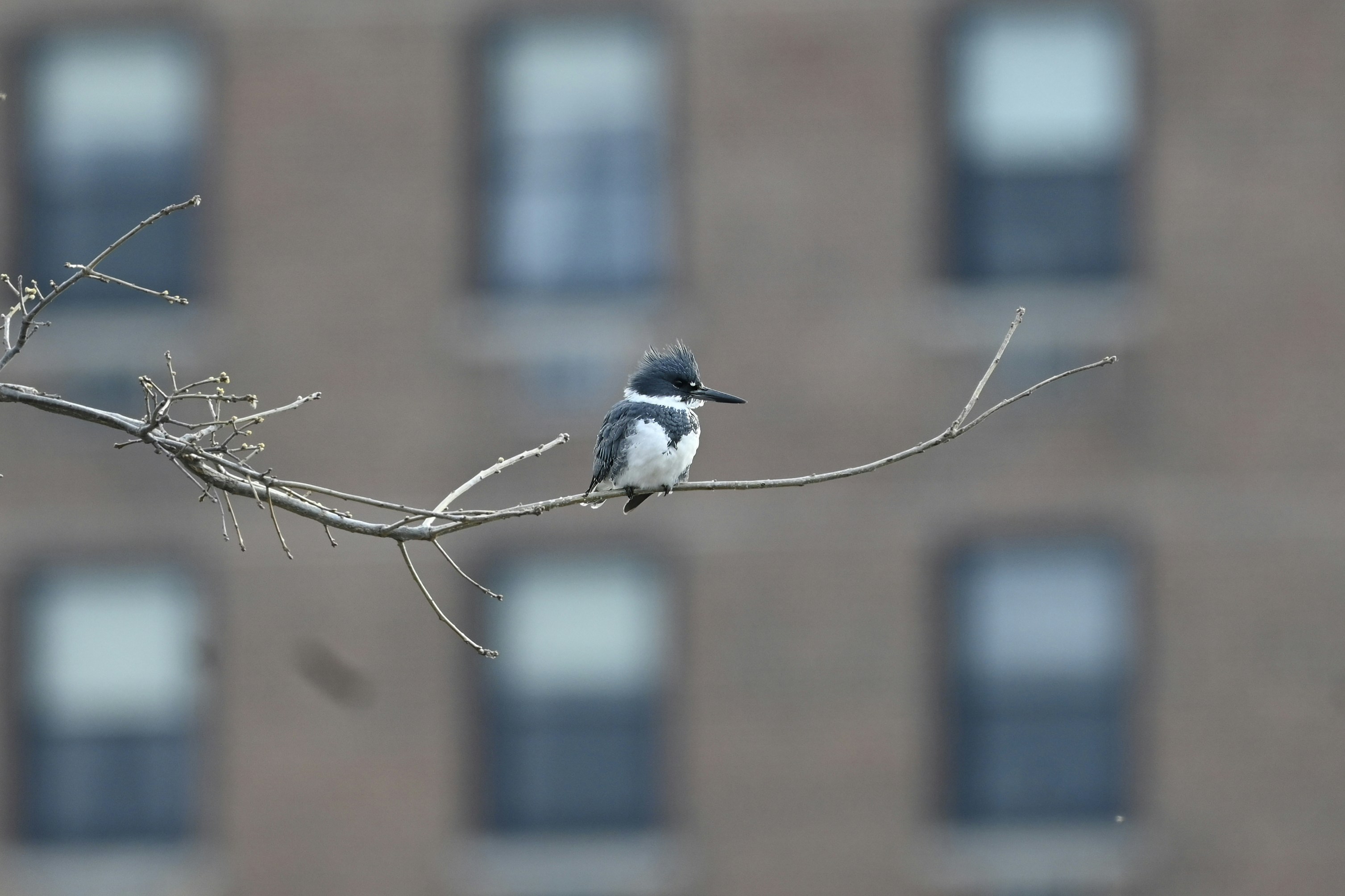 Midtown Kingfisher on a Bare Branch