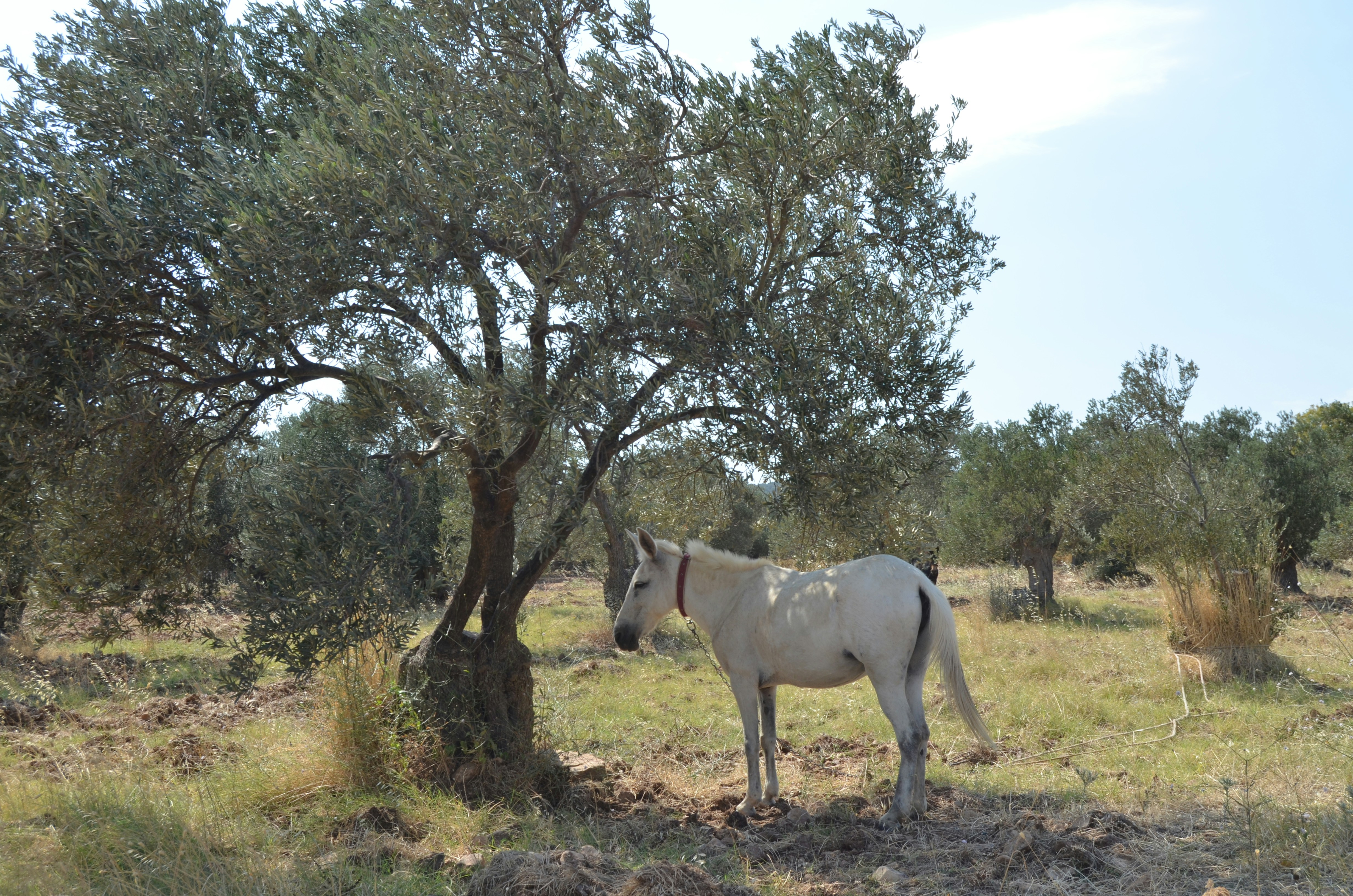 White Horse in Sunlit Olive Grove