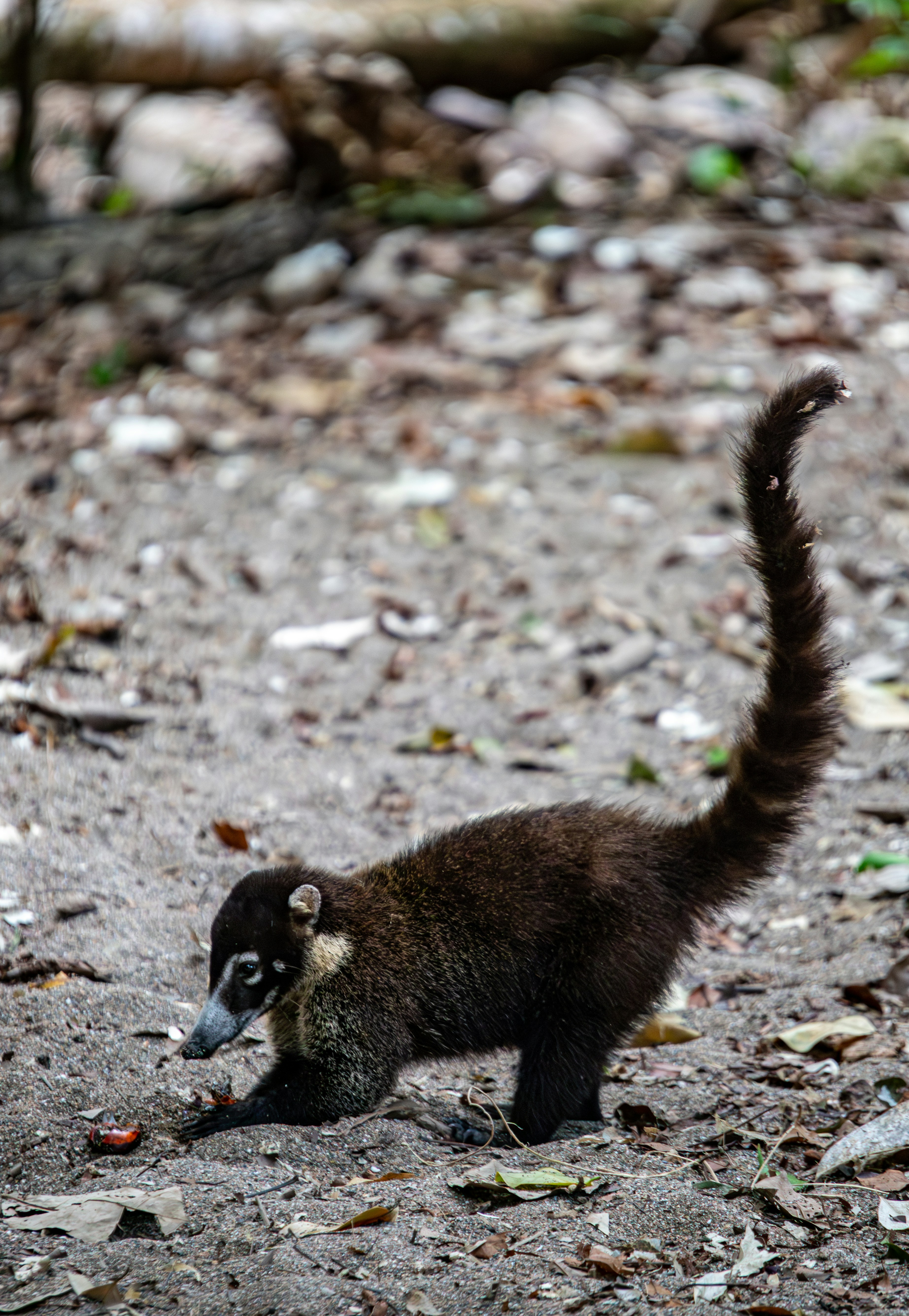 Coati's Quiet Forage Across a Leaf-Littered Forest Floor