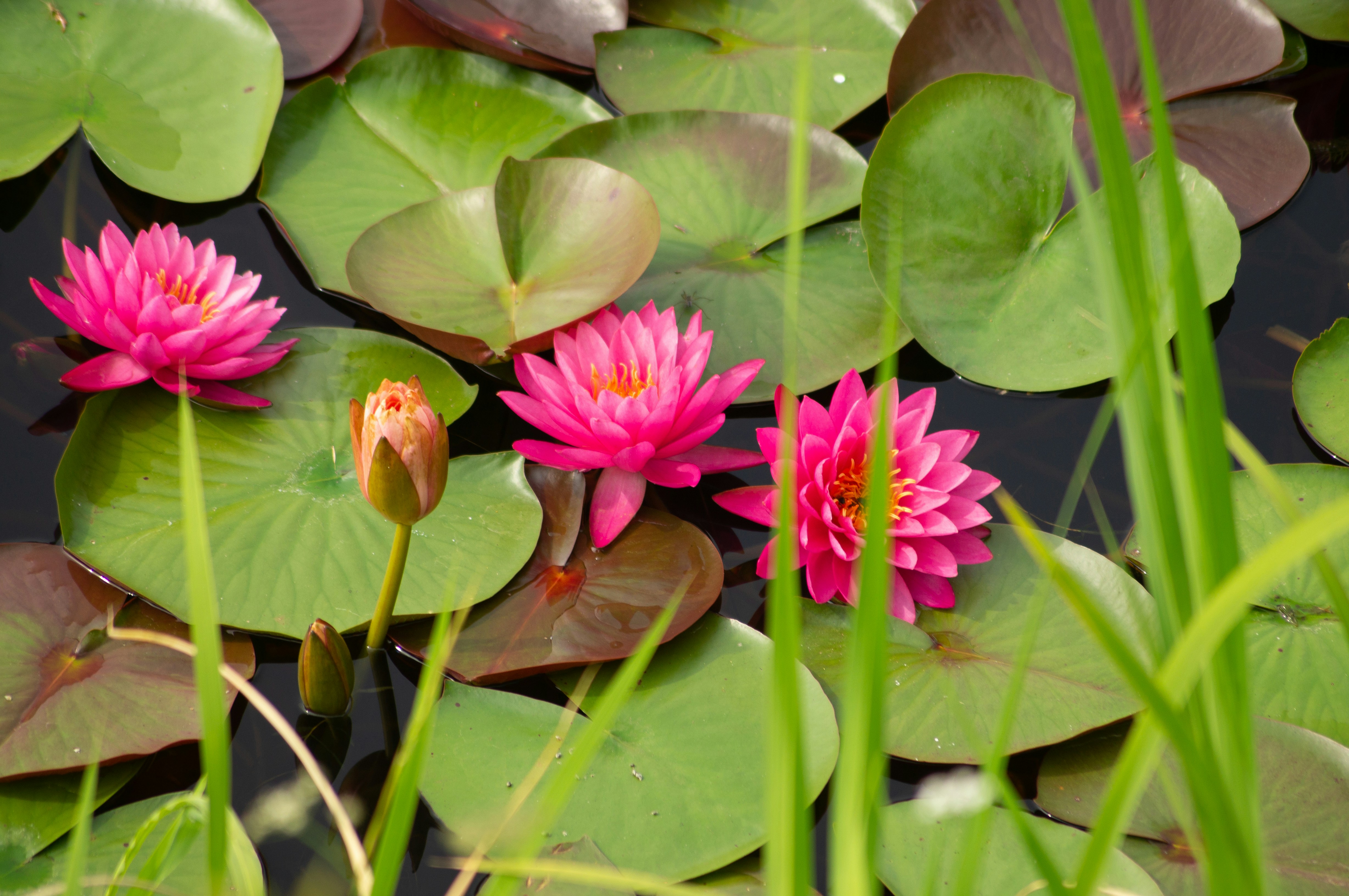Rosy Water Lilies Crown a Quiet Pond with Emerald Lily Pads