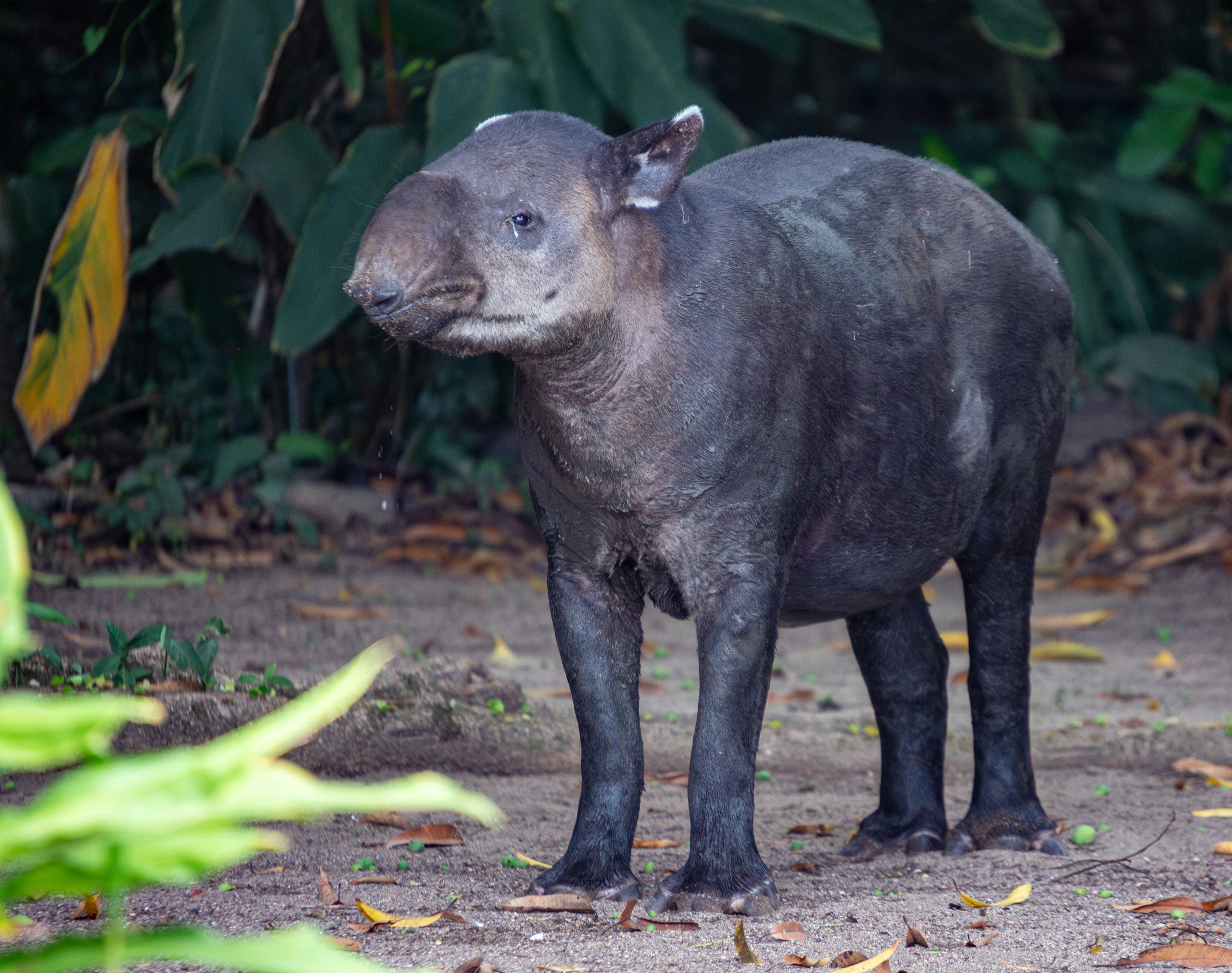 Pathbound Tapir: A Quiet Pause on a Leaf-Strewn Tropical Trail