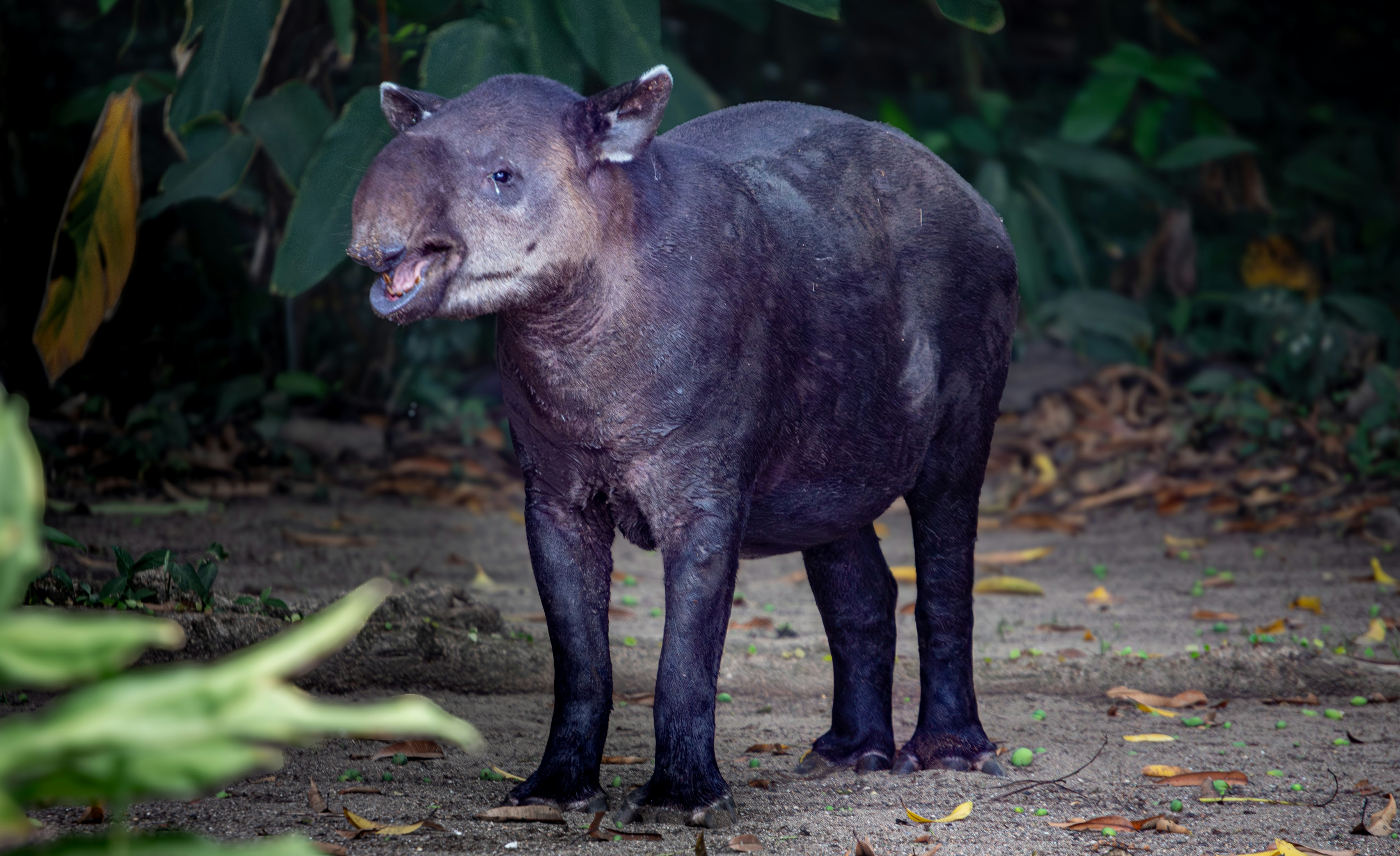 Quiet Gaze on a Leaf-Litter Trail: A Tapir in the Jungle