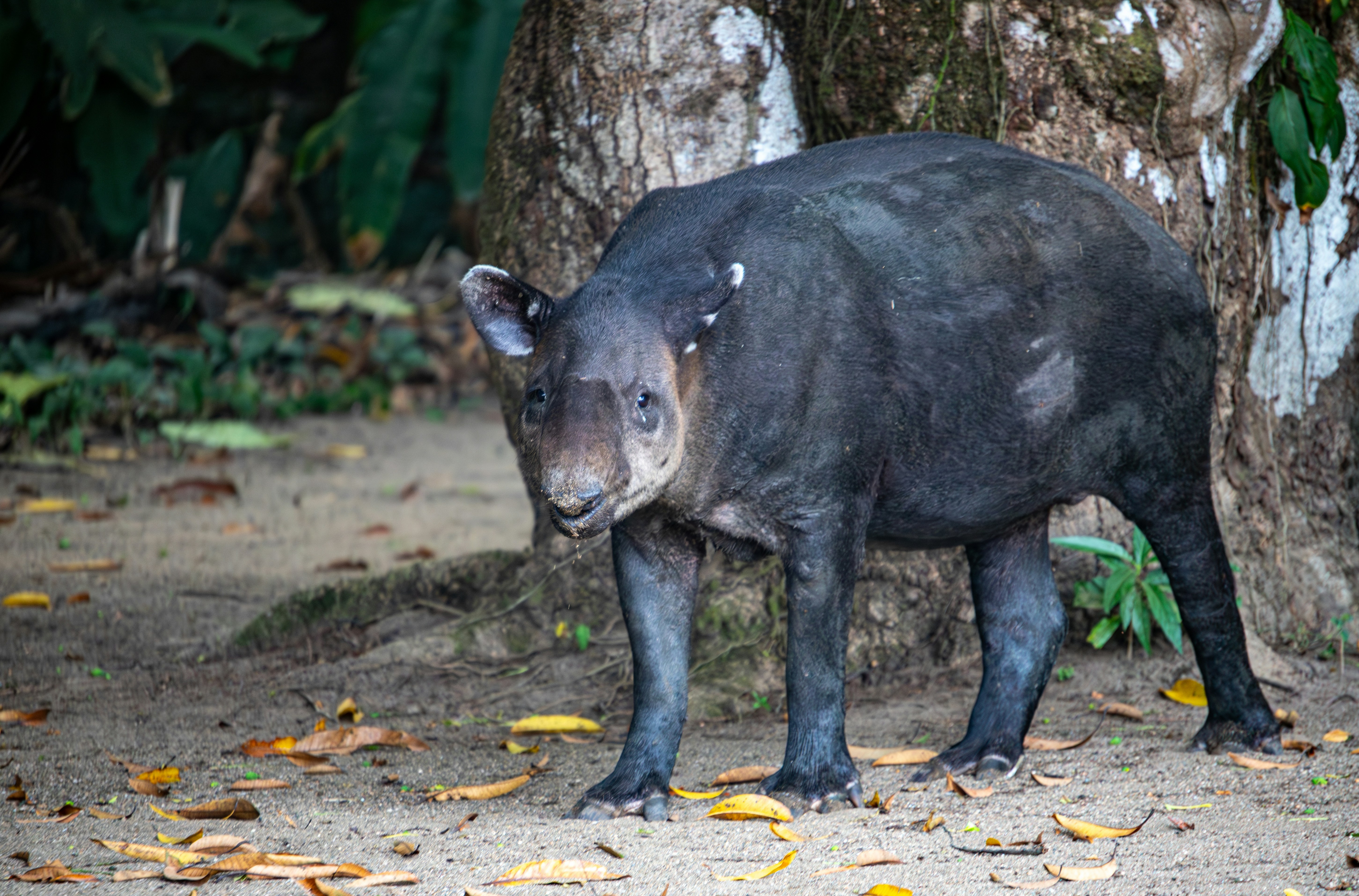 Tapir Pictures | Download Free Images on Unsplash