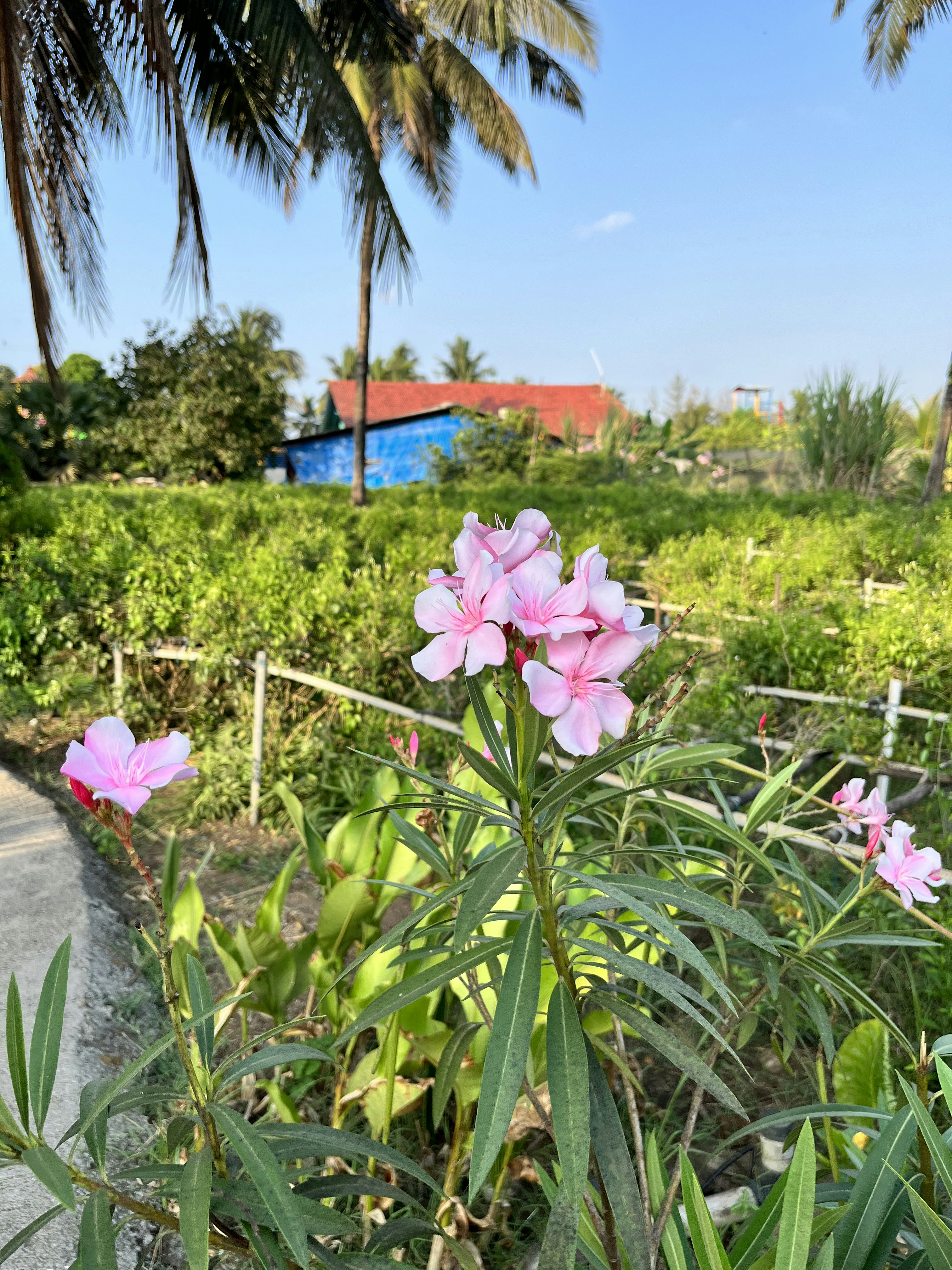 Sunlit Oleander Bloom: Pink Clusters Framing a Palm-Backed Garden