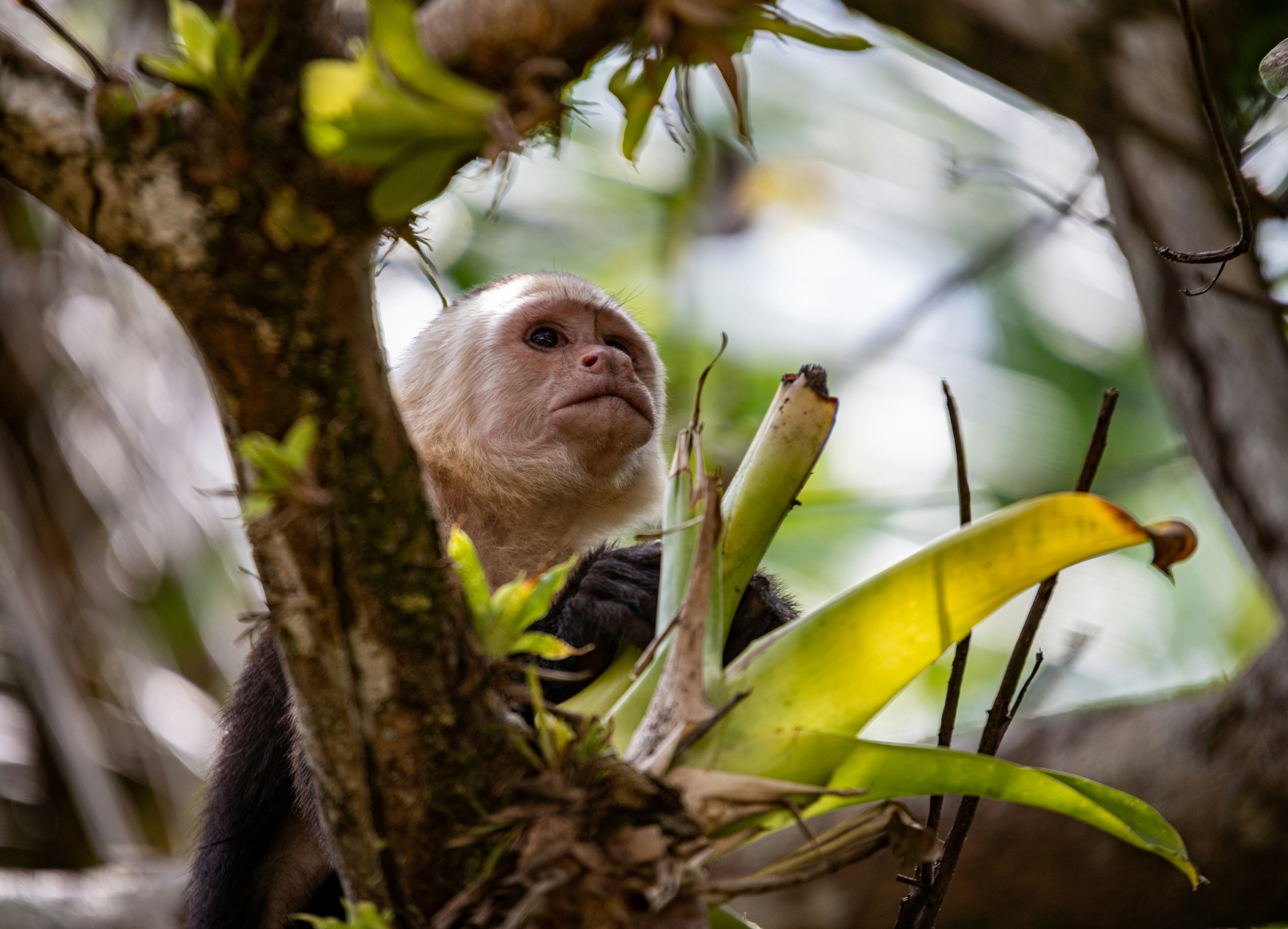 Quiet Gaze in the Banana Grove: White-faced Capuchin Among Leaves