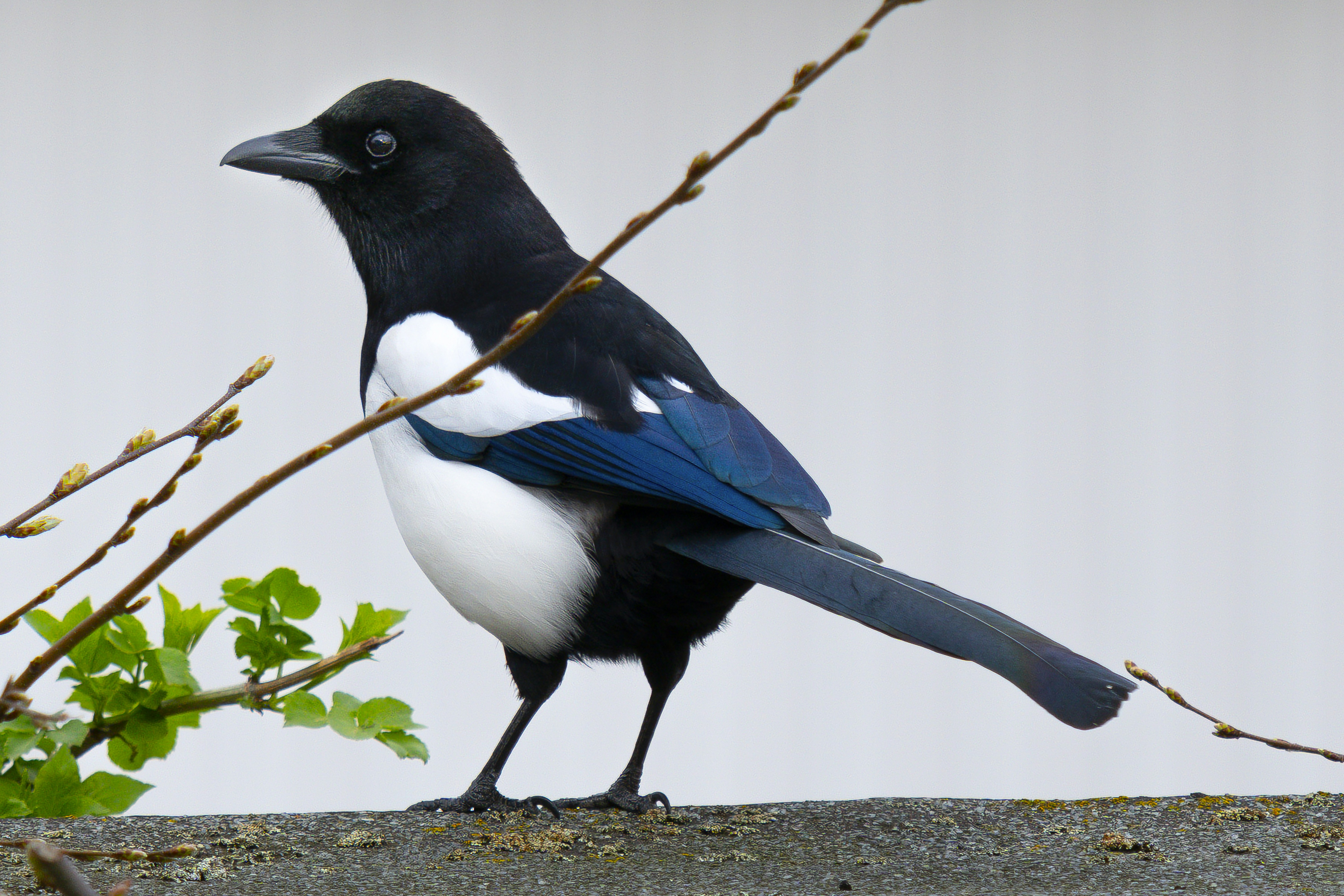 A magpie perched gracefully on a ledge, showcasing its striking black and white plumage against a soft background. The bird is framed by delicate branches and leaves.