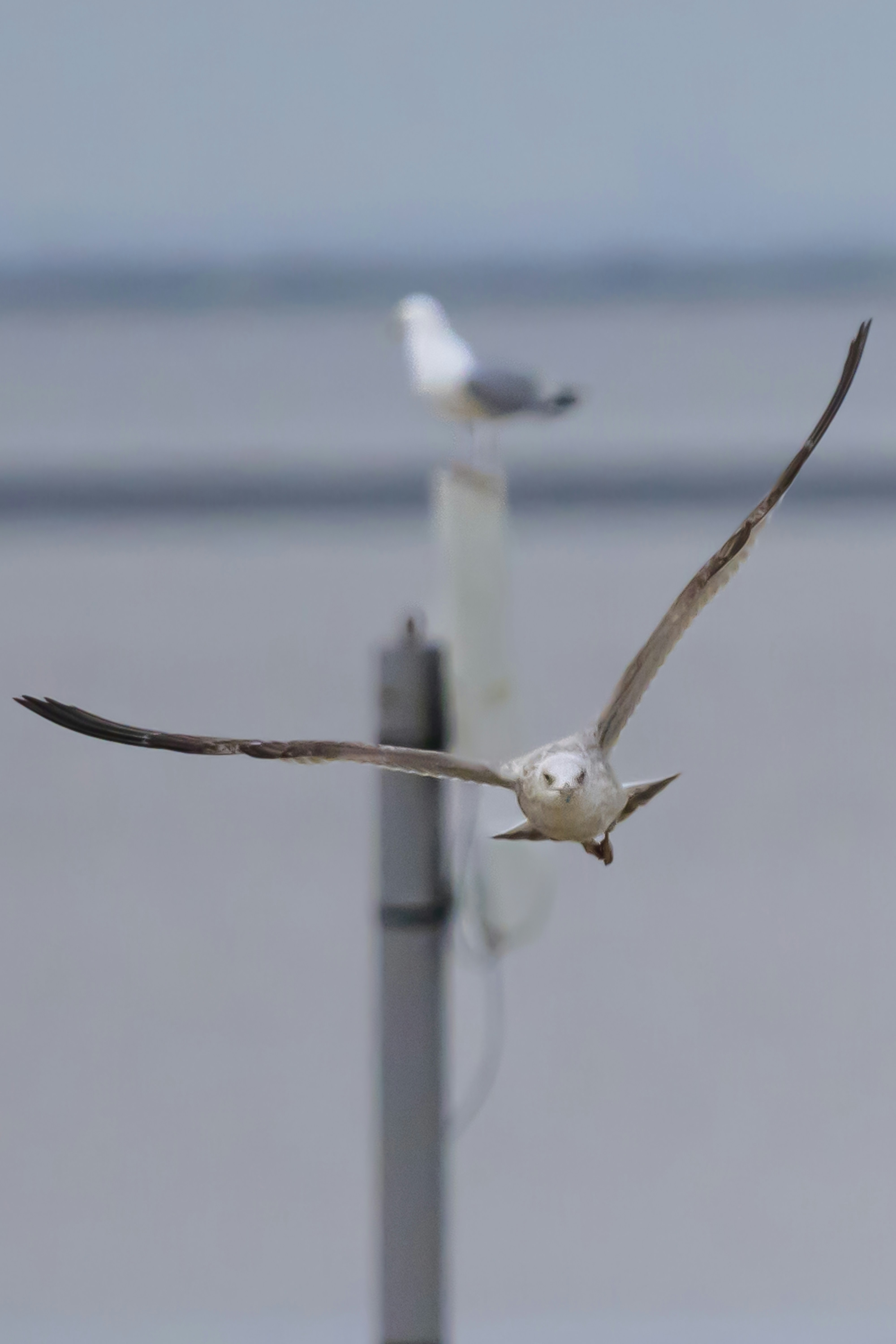 Harbor Glide: A Gull Cleaving Morning Light Past a Pier Post