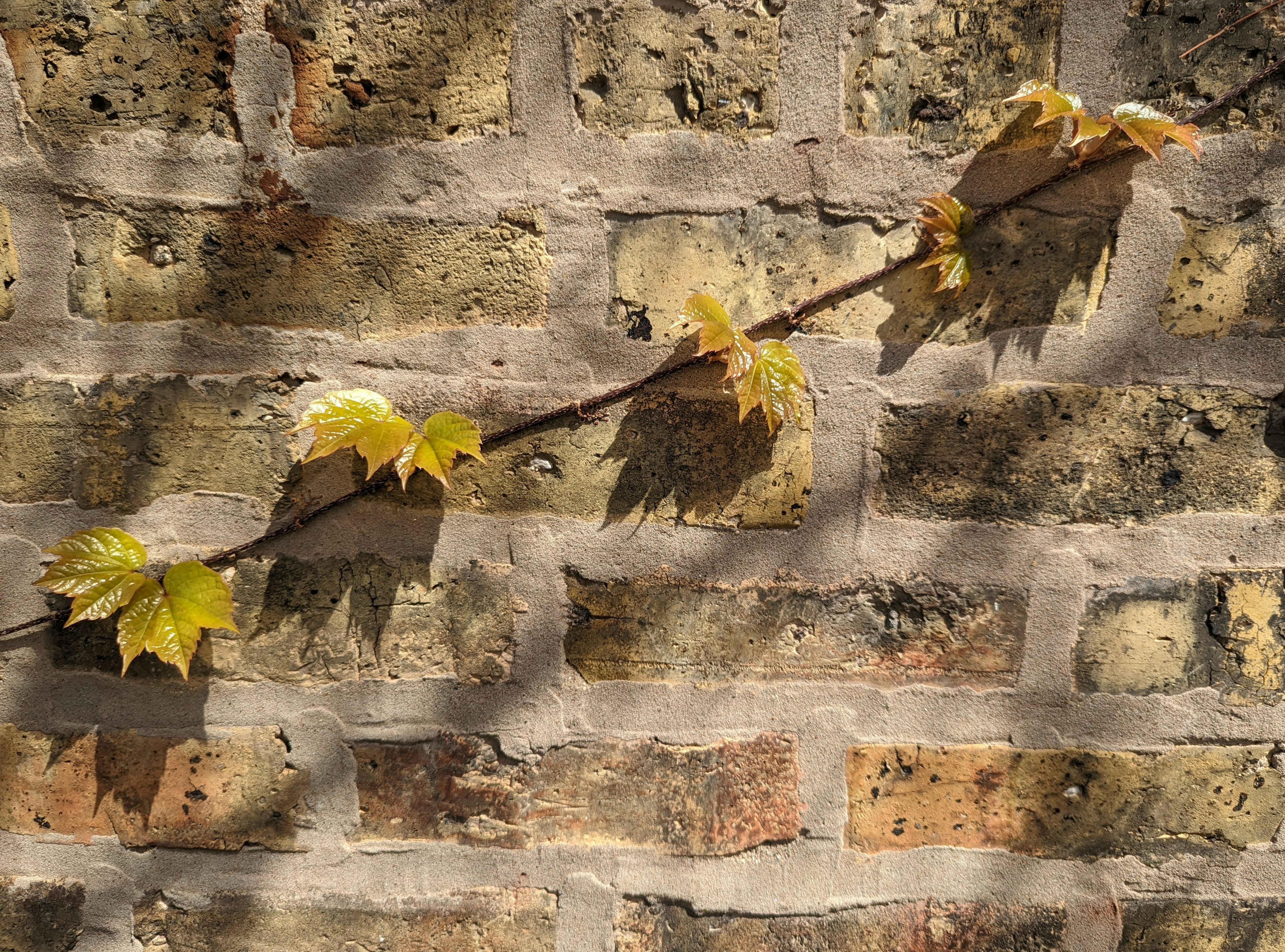 Ivy Line on Weathered Brick