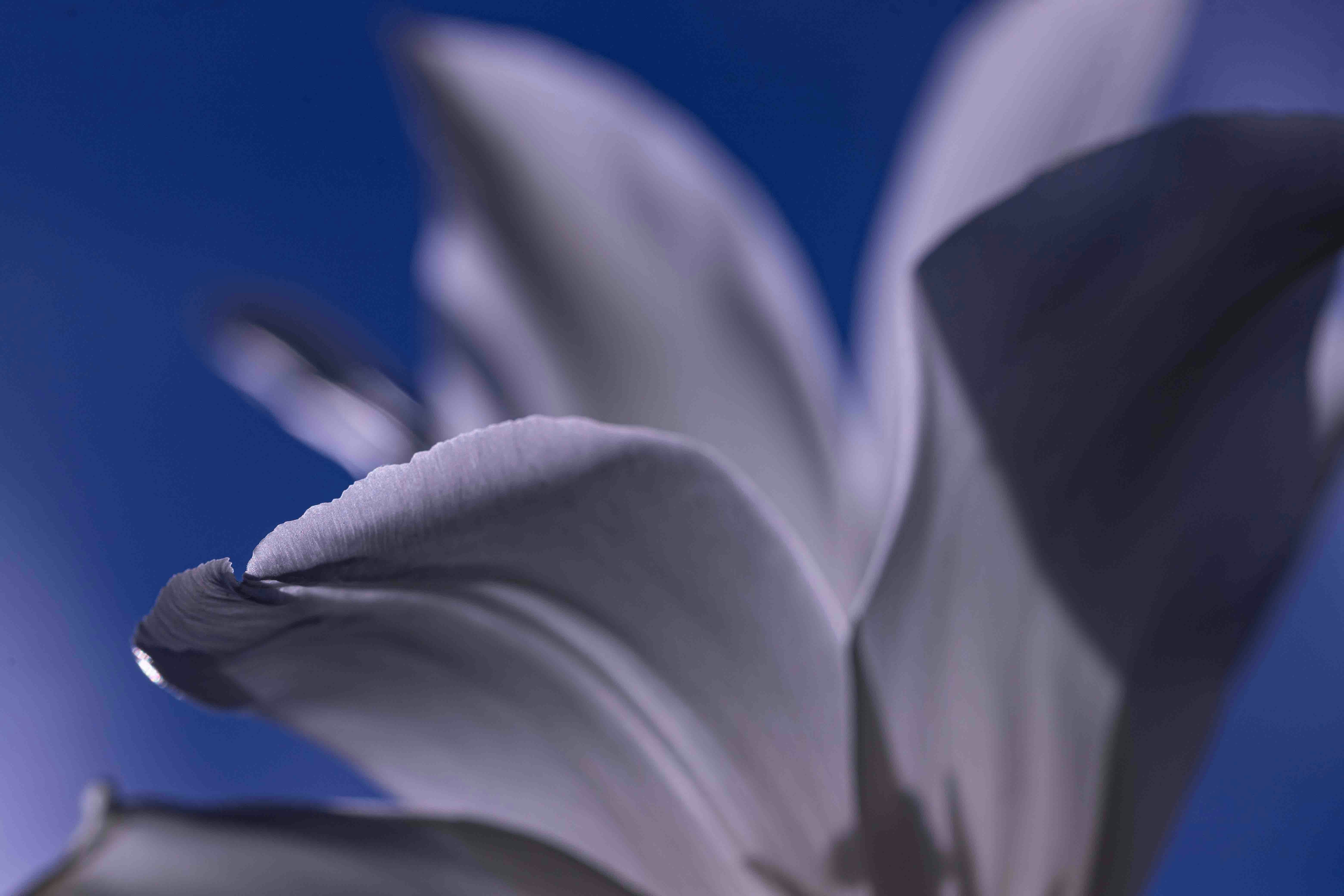 Delicate petals of a flower softly illuminated against a deep blue background, showcasing intricate textures and subtle shadows.