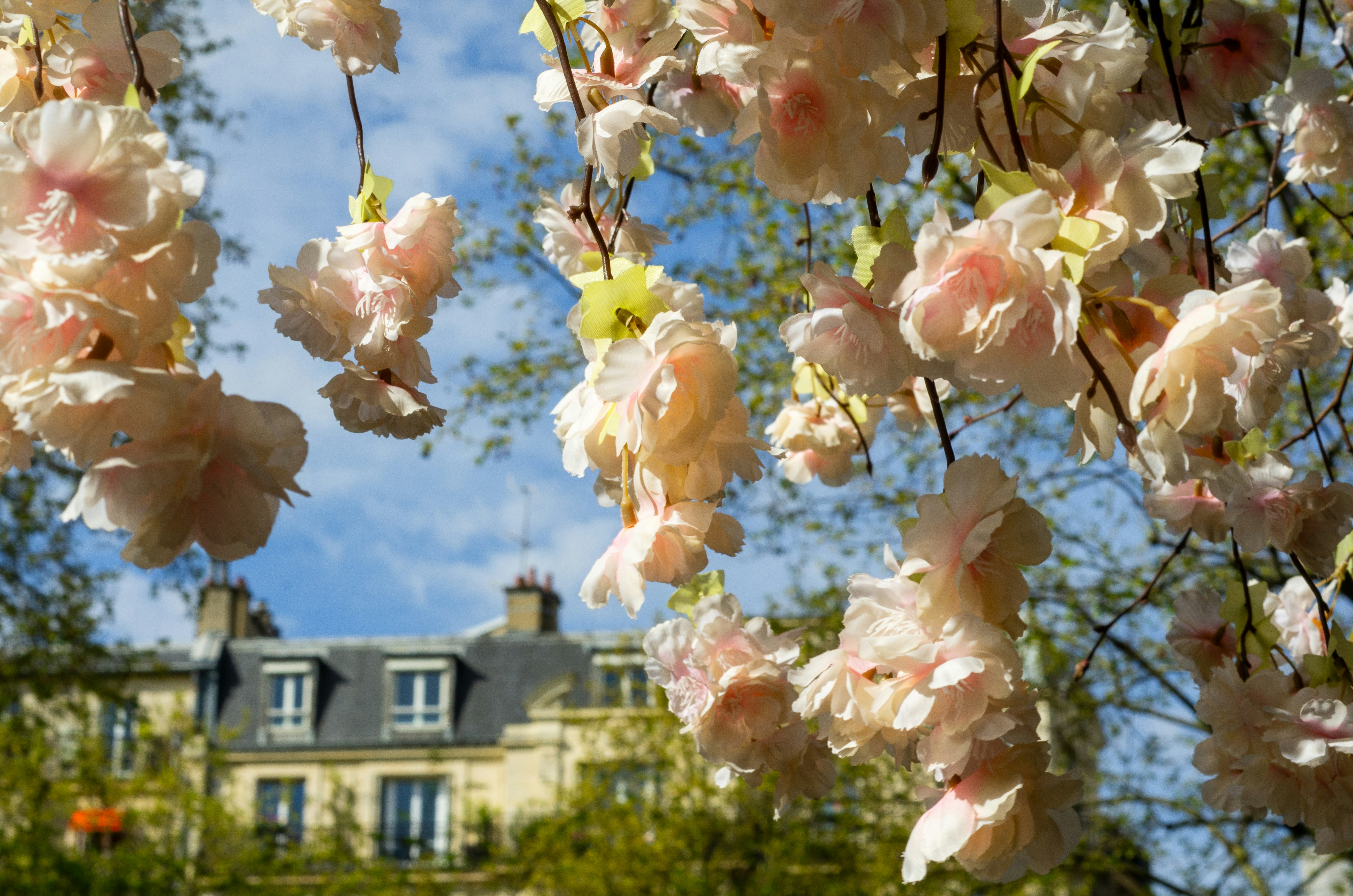 Blossoms Framing a Parisian Facade in Spring Light