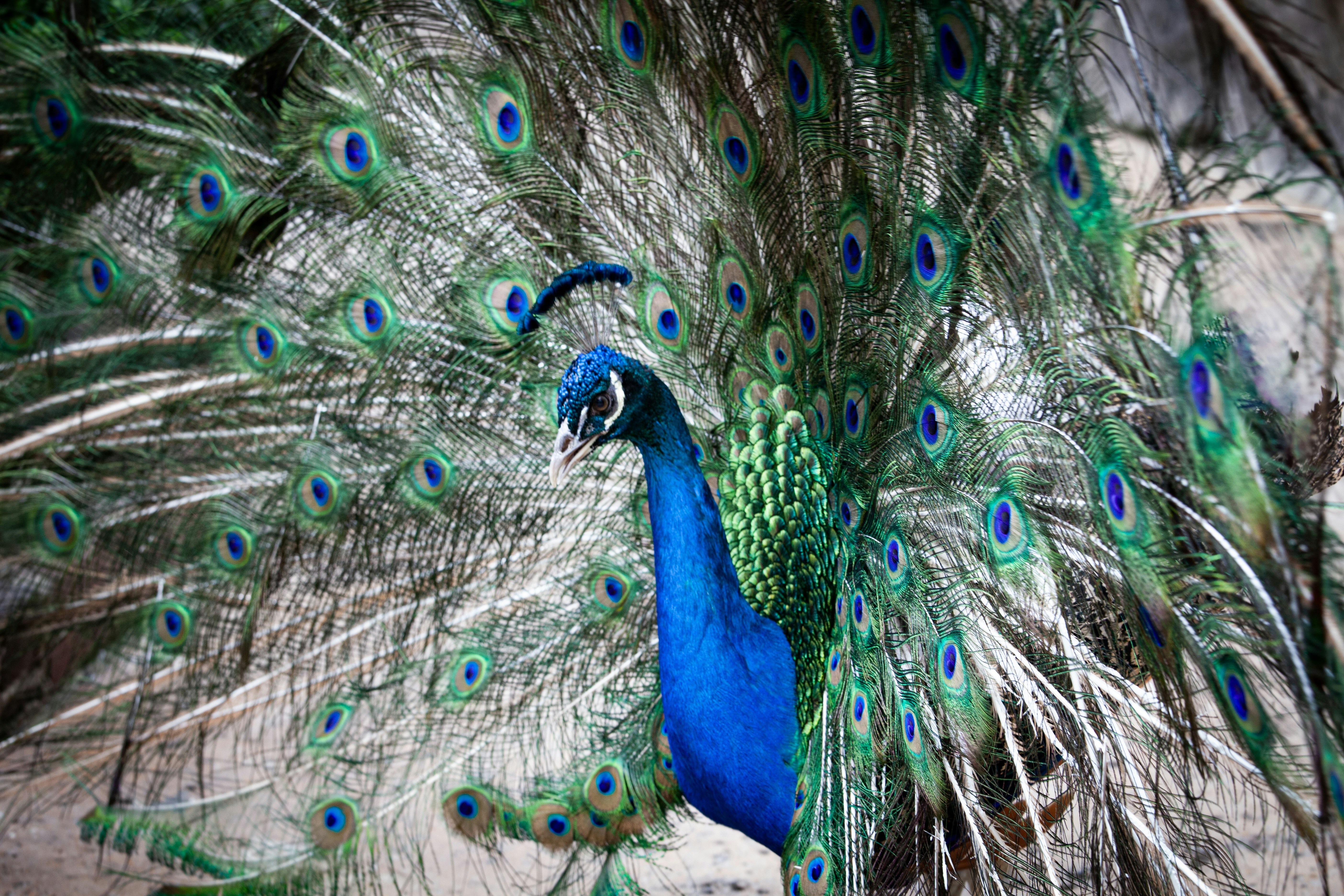 Cerulean Crown Amid a Tapestry of Eye-Spots