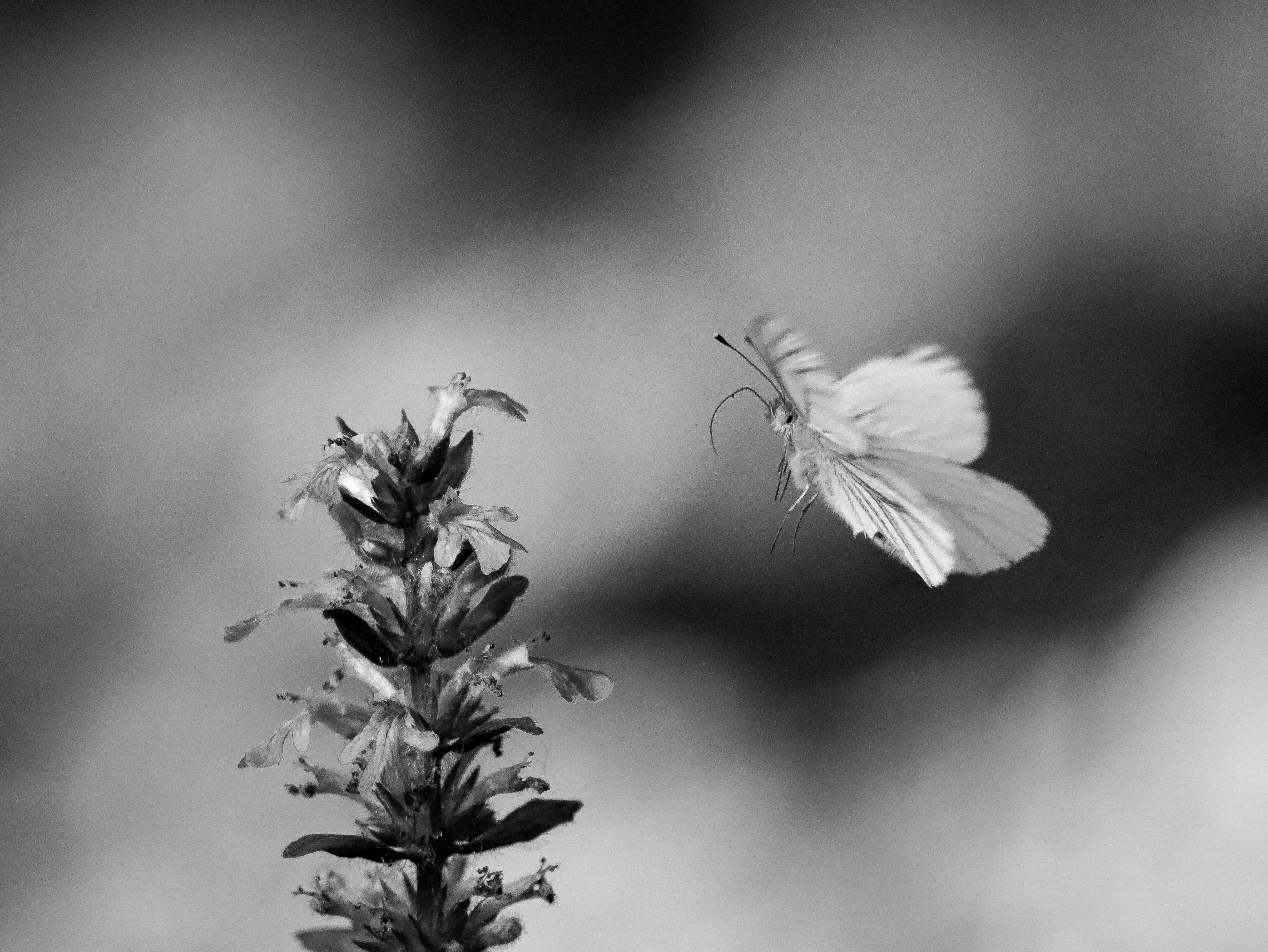 Silent Wing over the Velvet Bloom