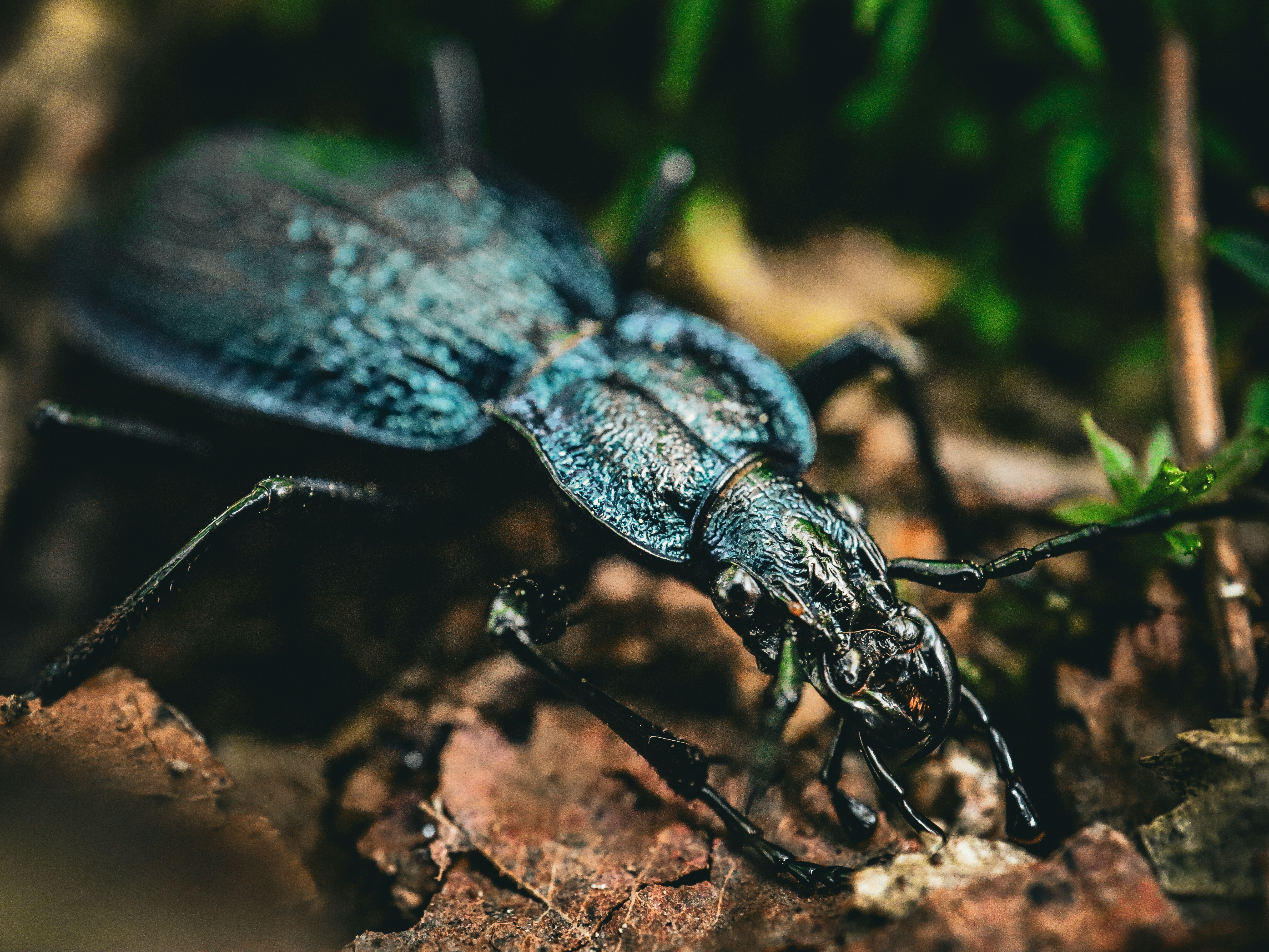 A close up of a bug on the ground photo – Free Animal Image on Unsplash