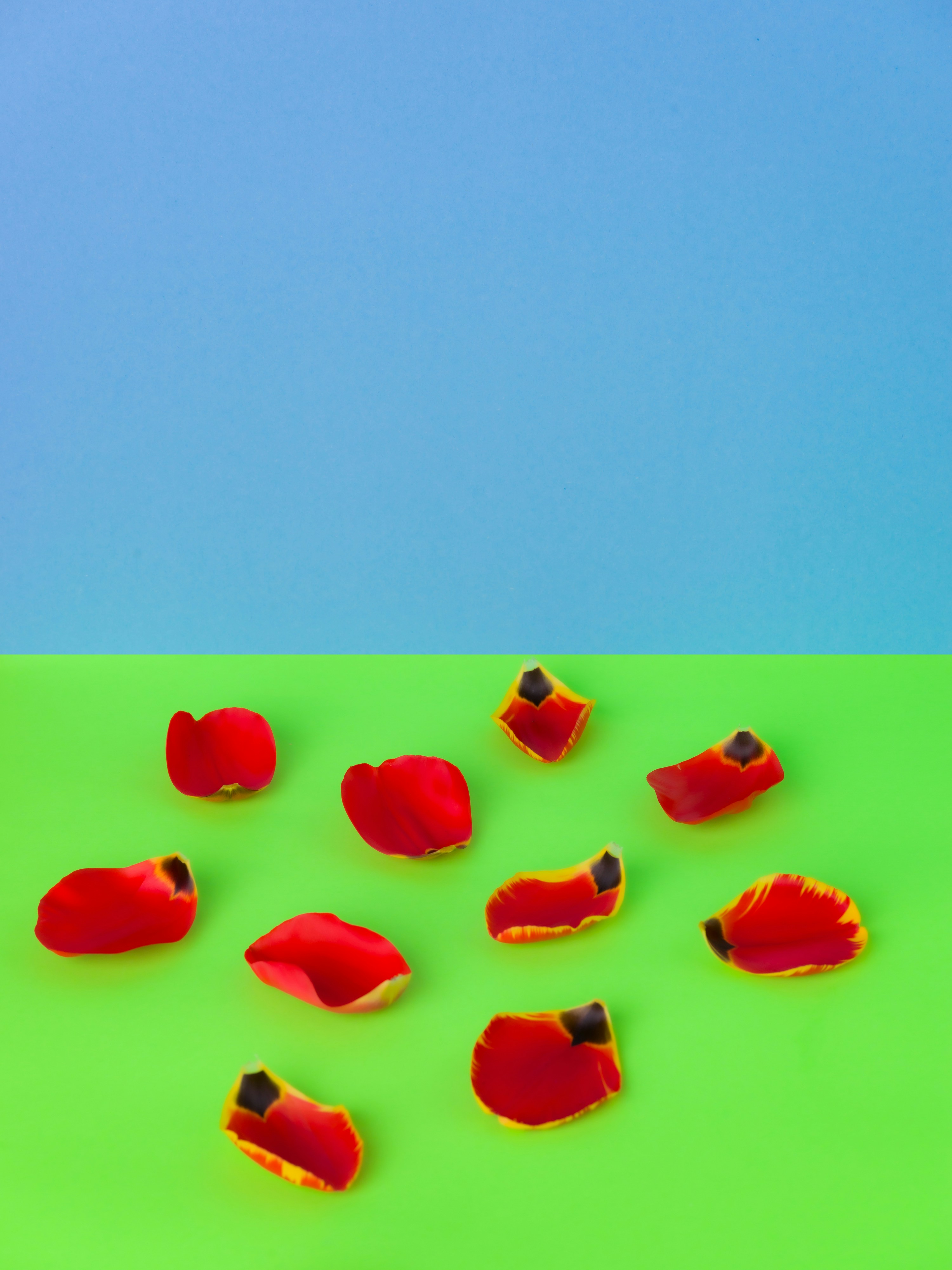 A group of red flowers on a green and blue surface photo – Free Bright ...