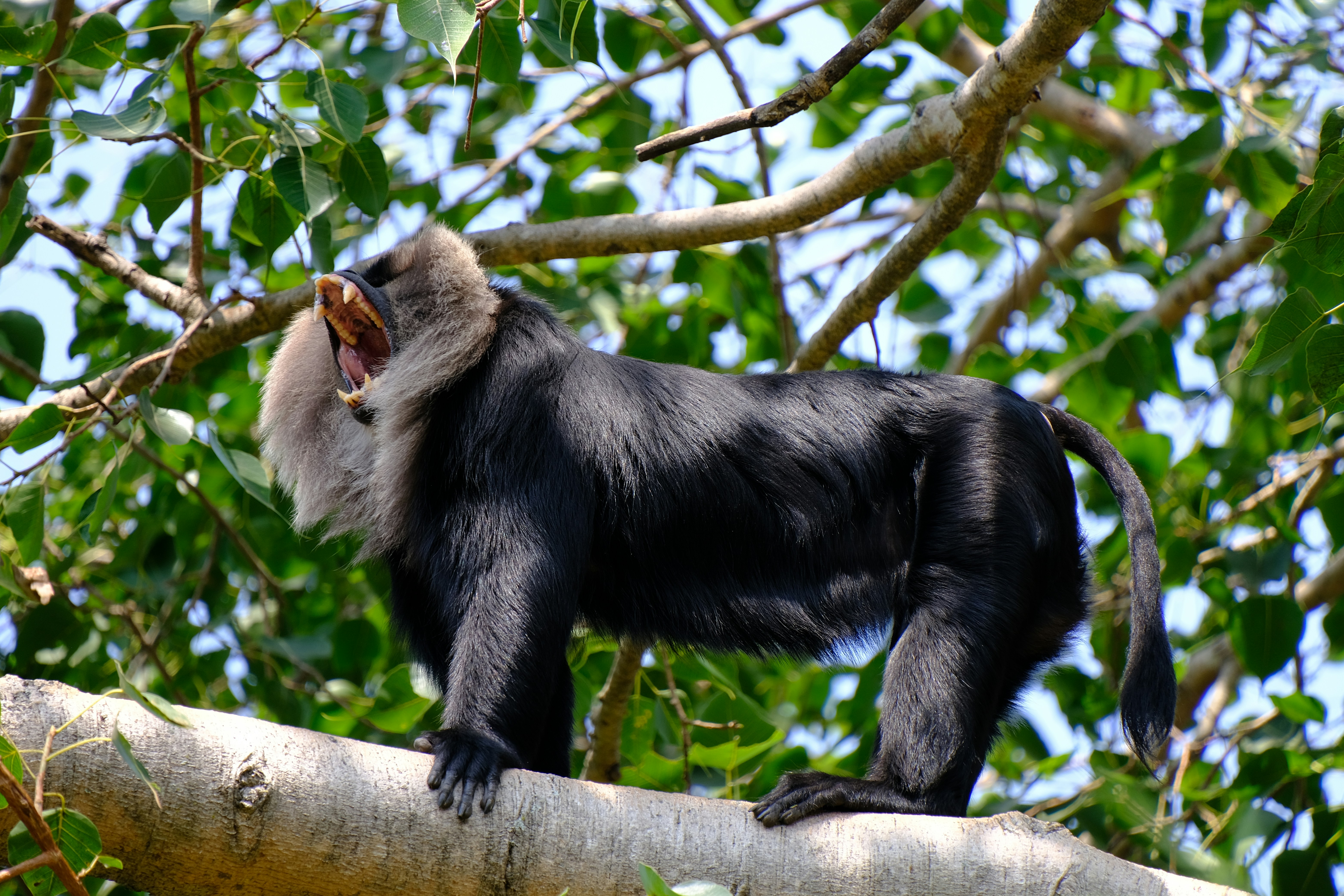 A monkey standing on top of a tree branch photo – Free Baboon Image on ...