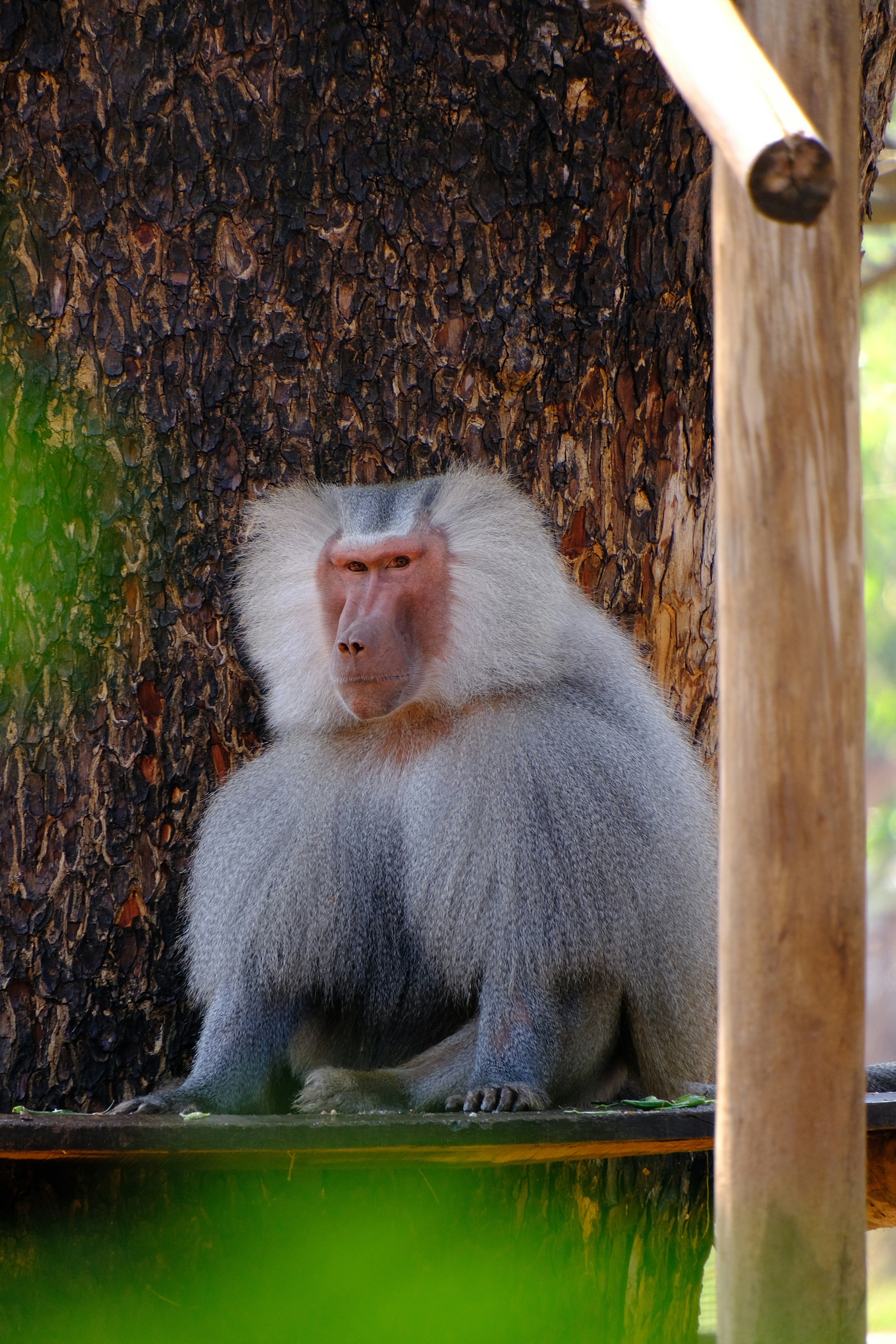 a monkey sitting on the ground next to a tree