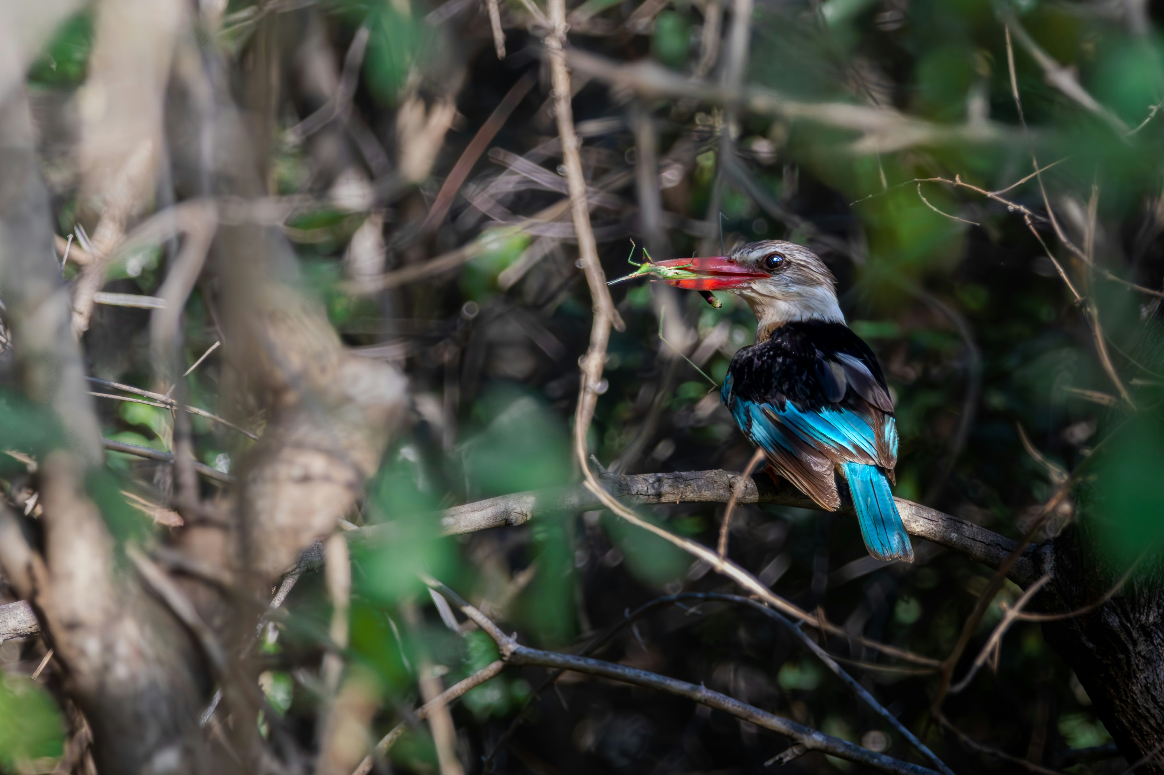 a colorful bird sitting on top of a tree branchHendrik Prinsloo