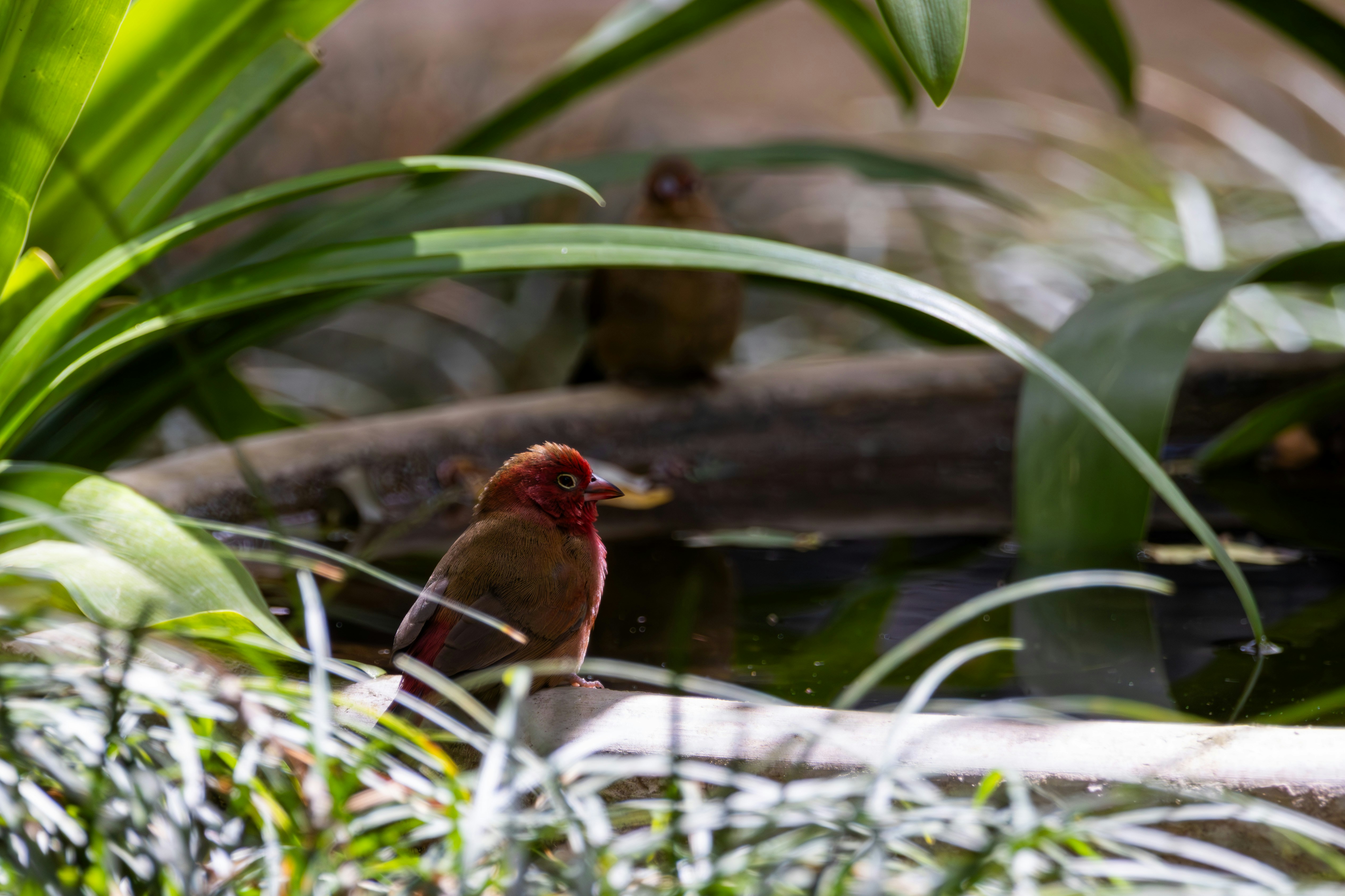 Crimson-faced Warbler at the Edge of a Quiet Pond