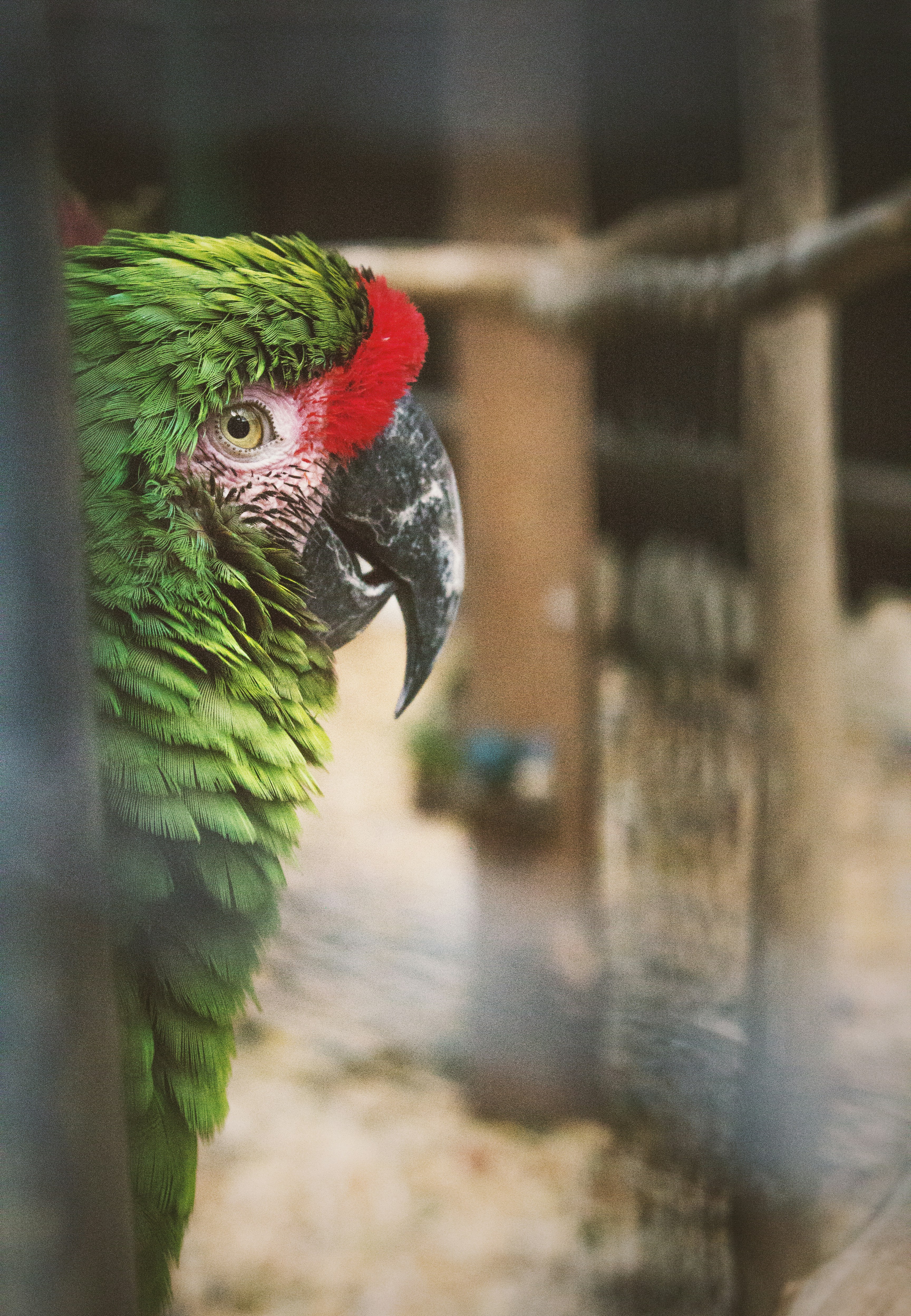 Emerald Macaw Gaze Through the Cage: An Intimate Portrait