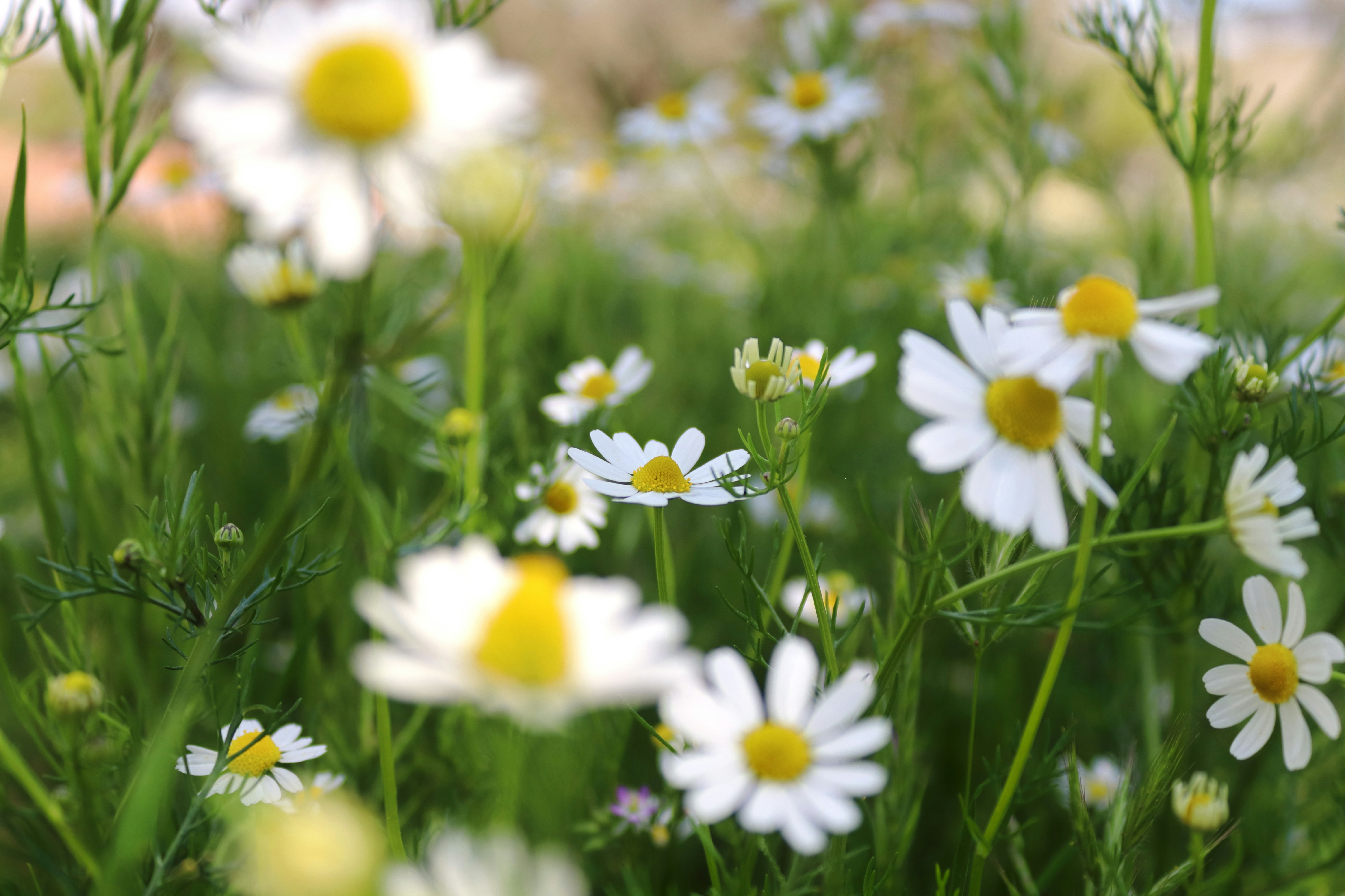 A field full of white and yellow flowers photo – Free İzmir Image on ...
