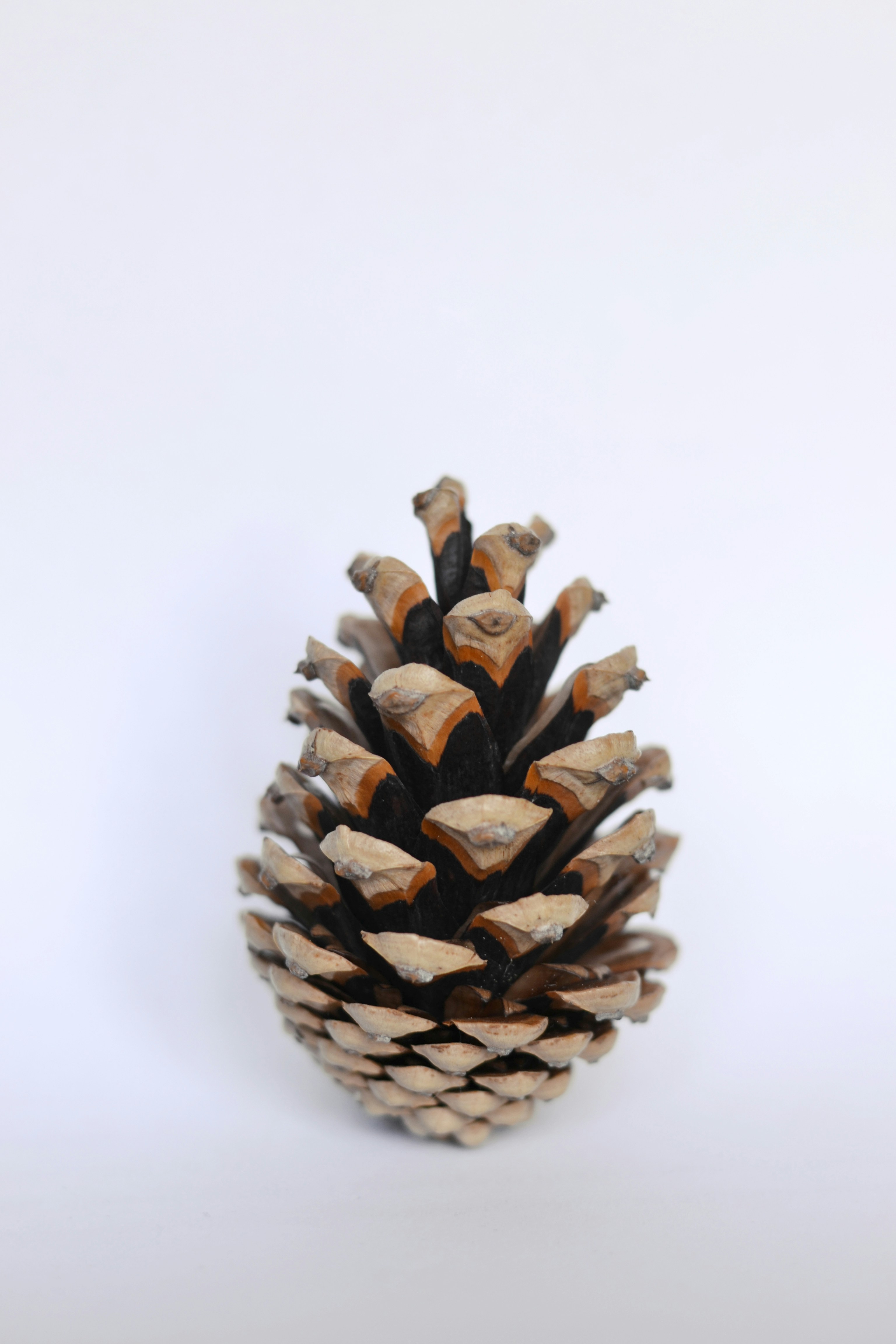 a close up of a pine cone on a white background