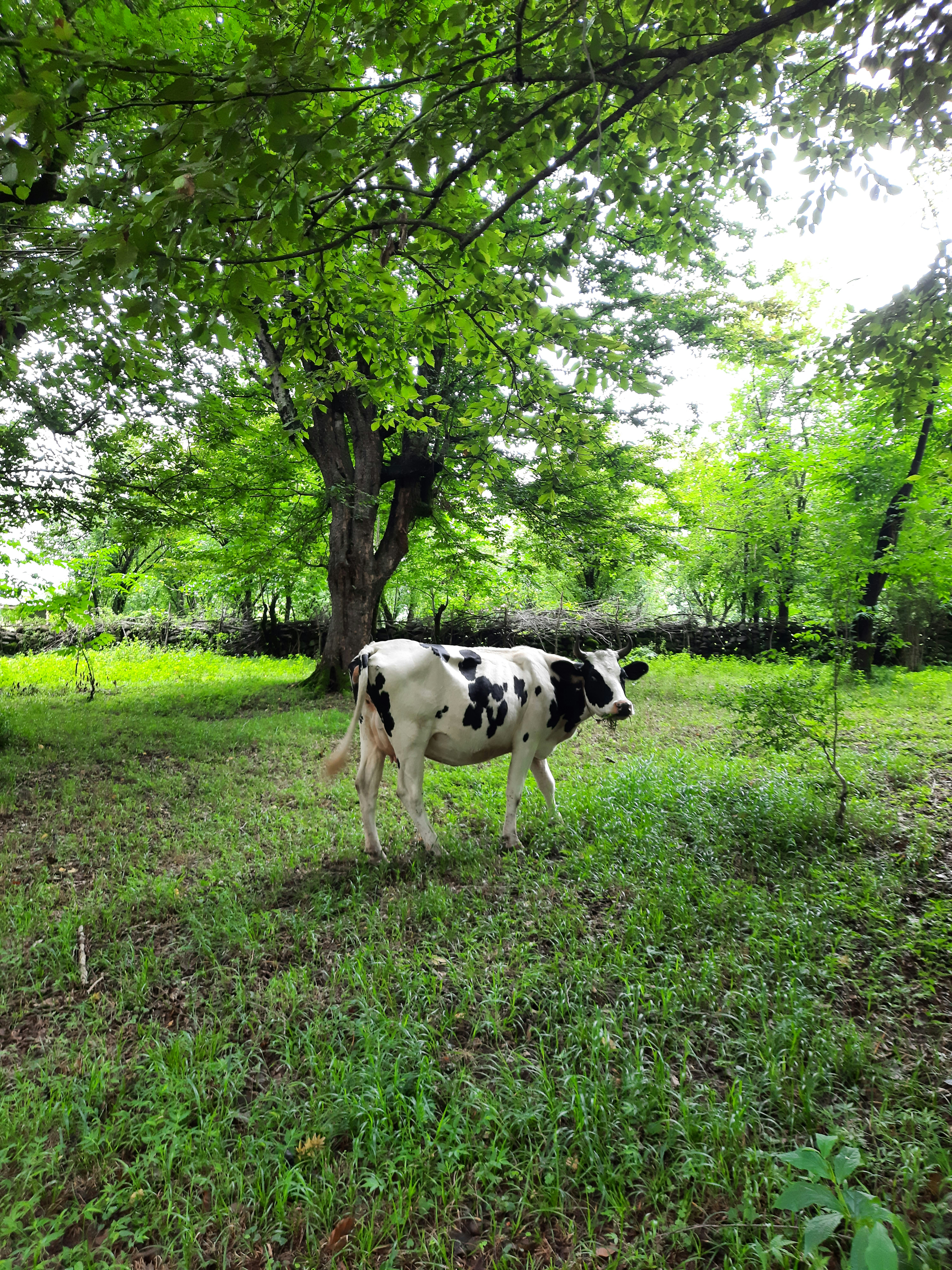 Pasture Sentinel: Holstein Under the Canopy