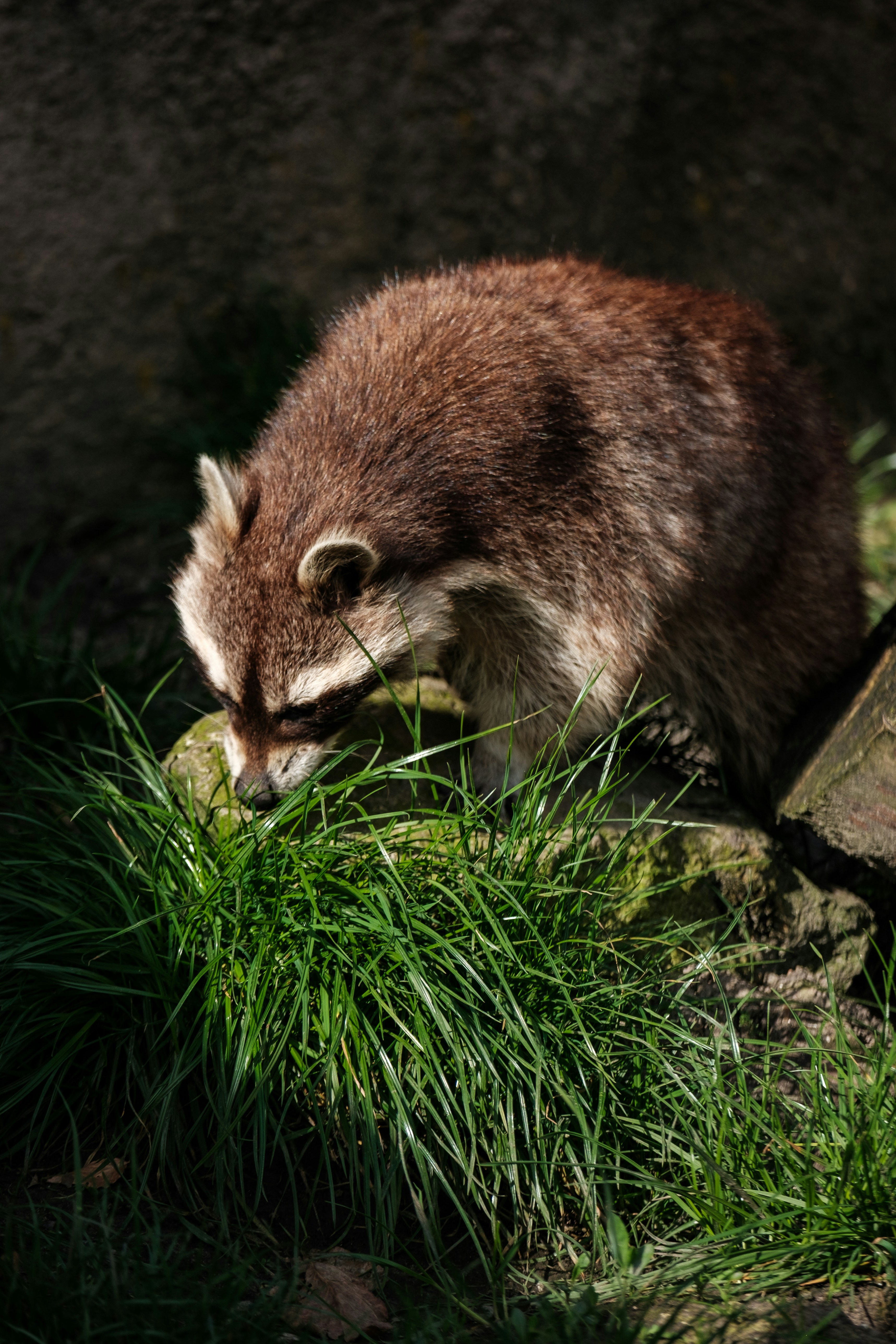 A raccoon eating grass in the shade photo – Free Animal Image on Unsplash