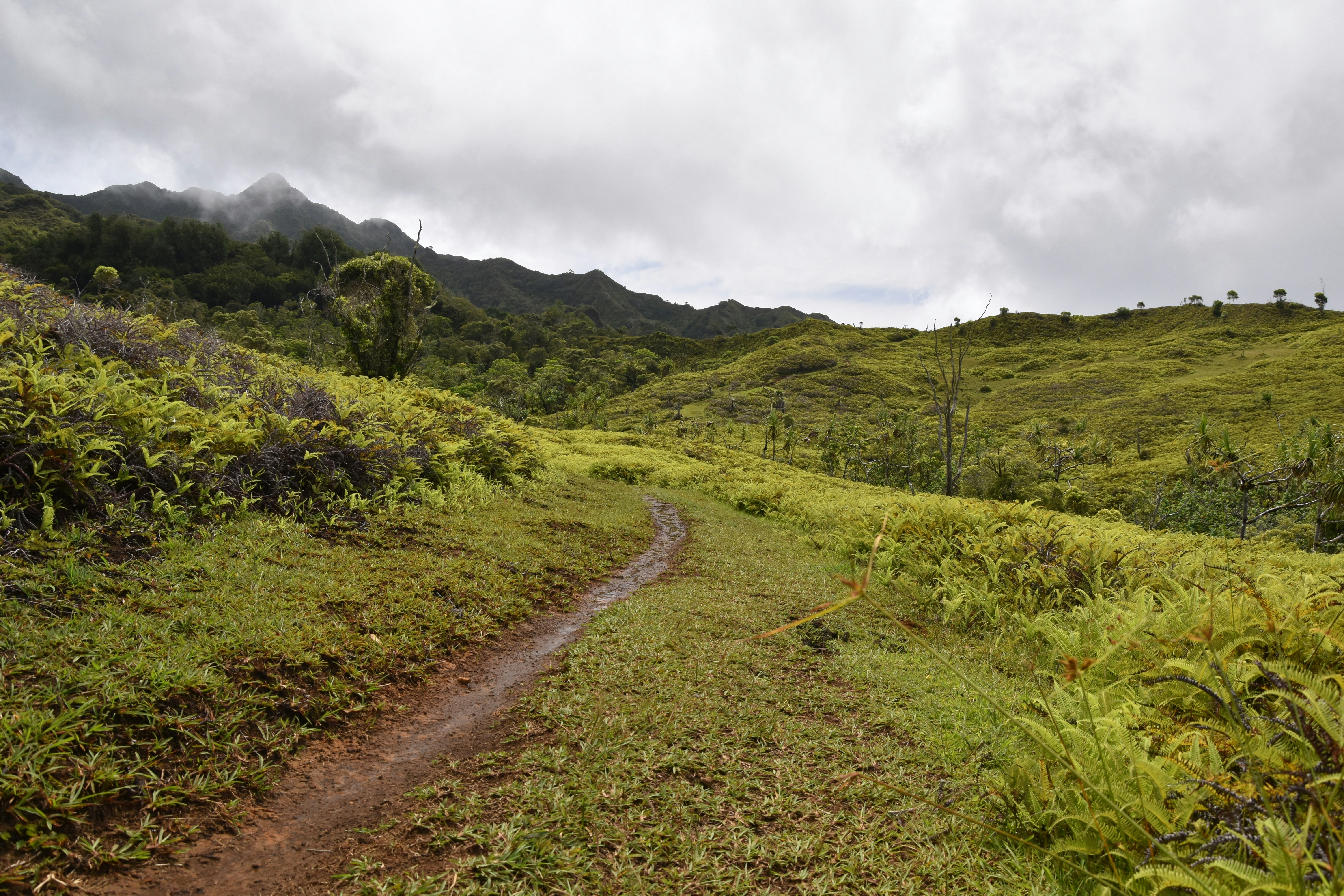 Dirt path curving through lush green hills under a cloudy sky.
