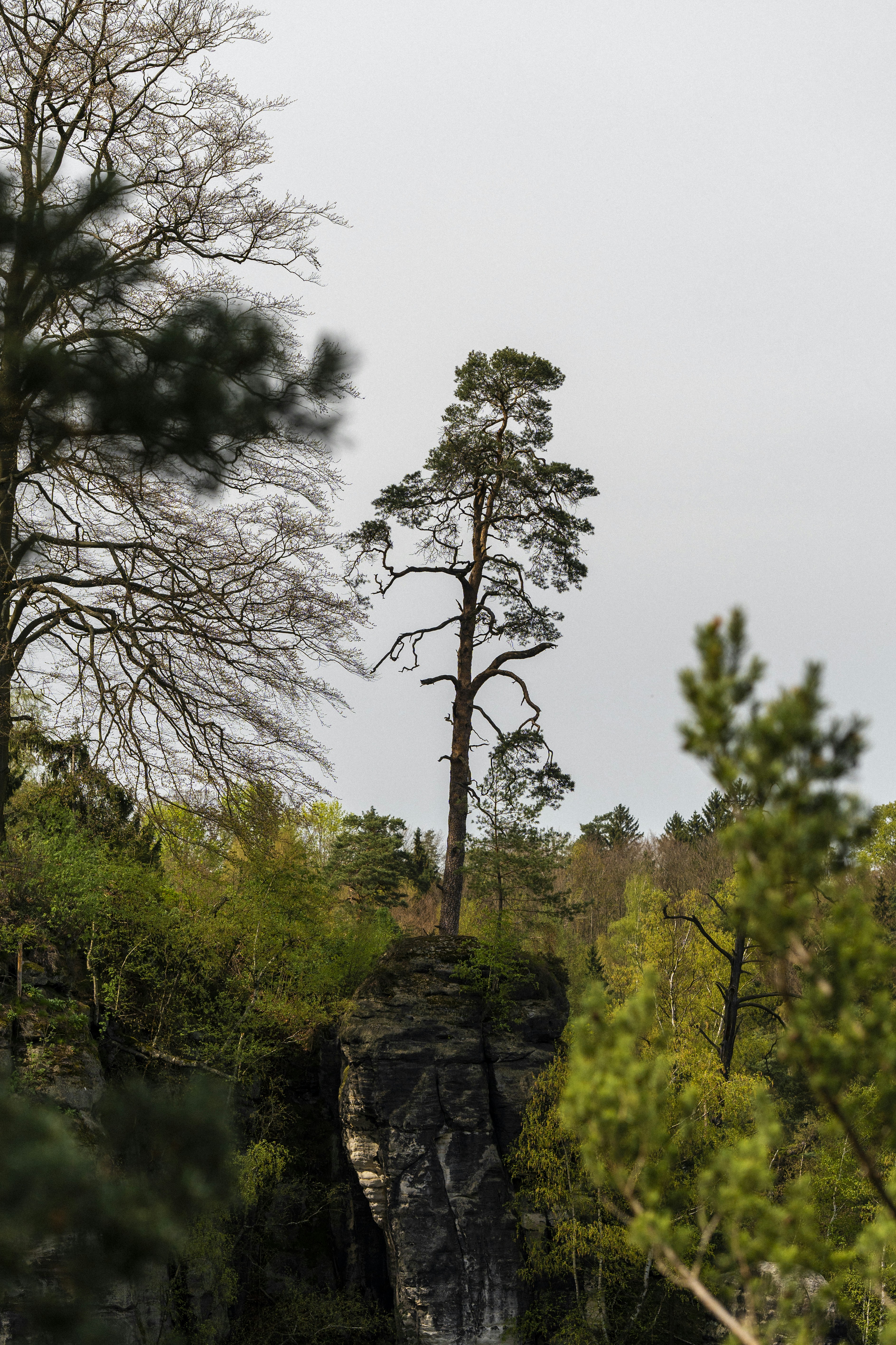 Lone Pine Sentinel on a Weathered Cliff