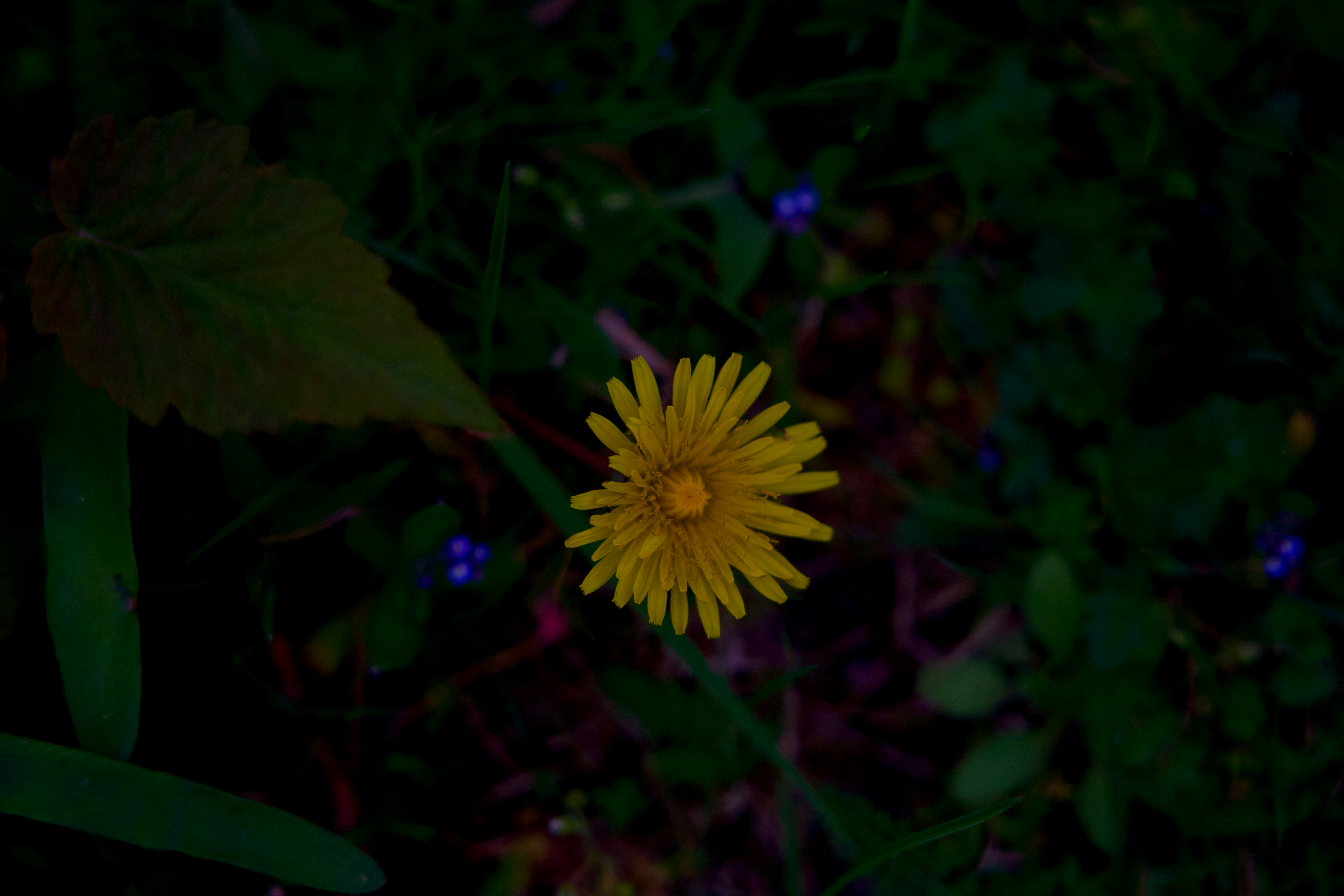 Velvet Night Bloom: a solitary yellow flare in shadow