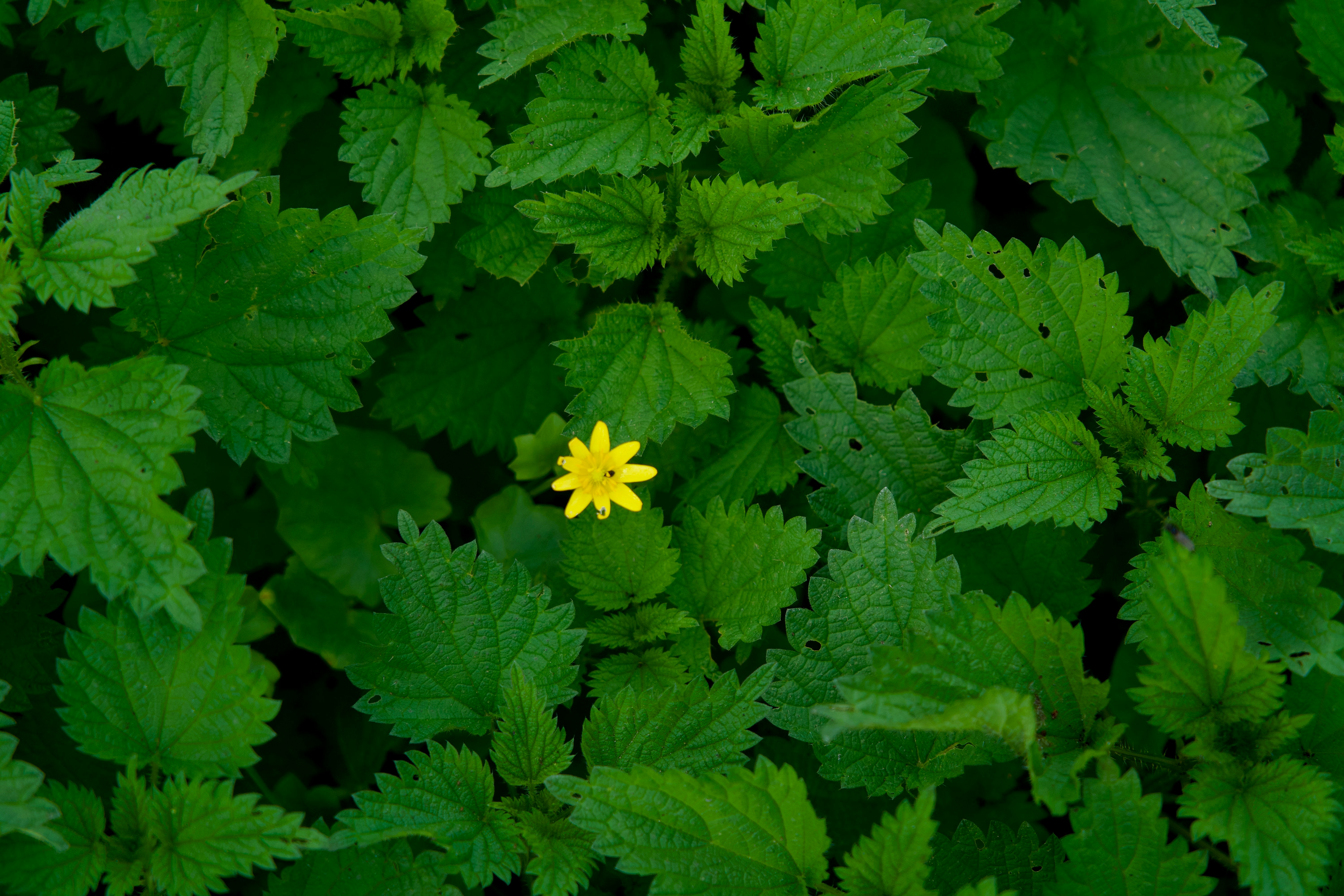 A solitary yellow bloom amid dense green foliage