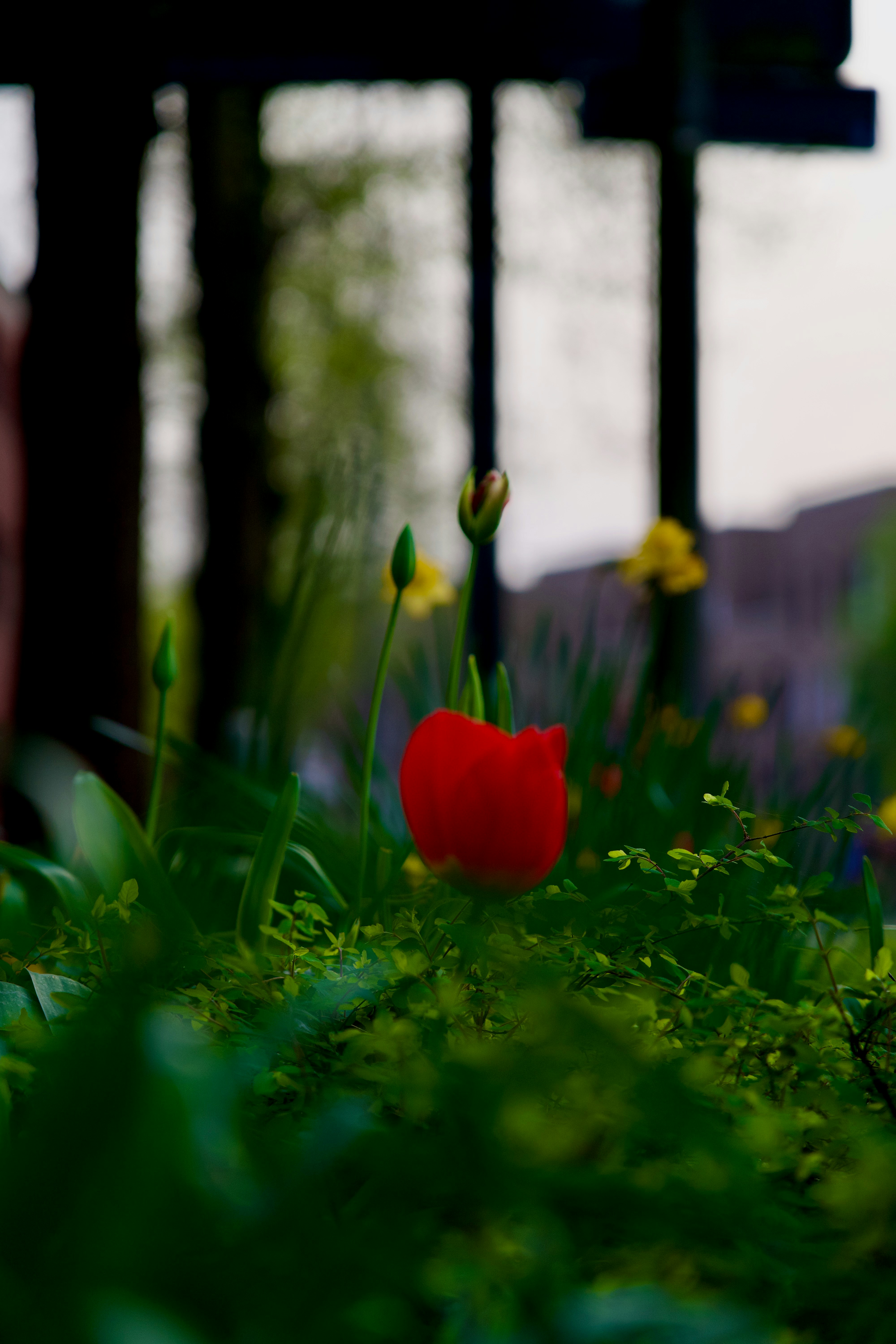Crimson Tulip in a Quiet Garden