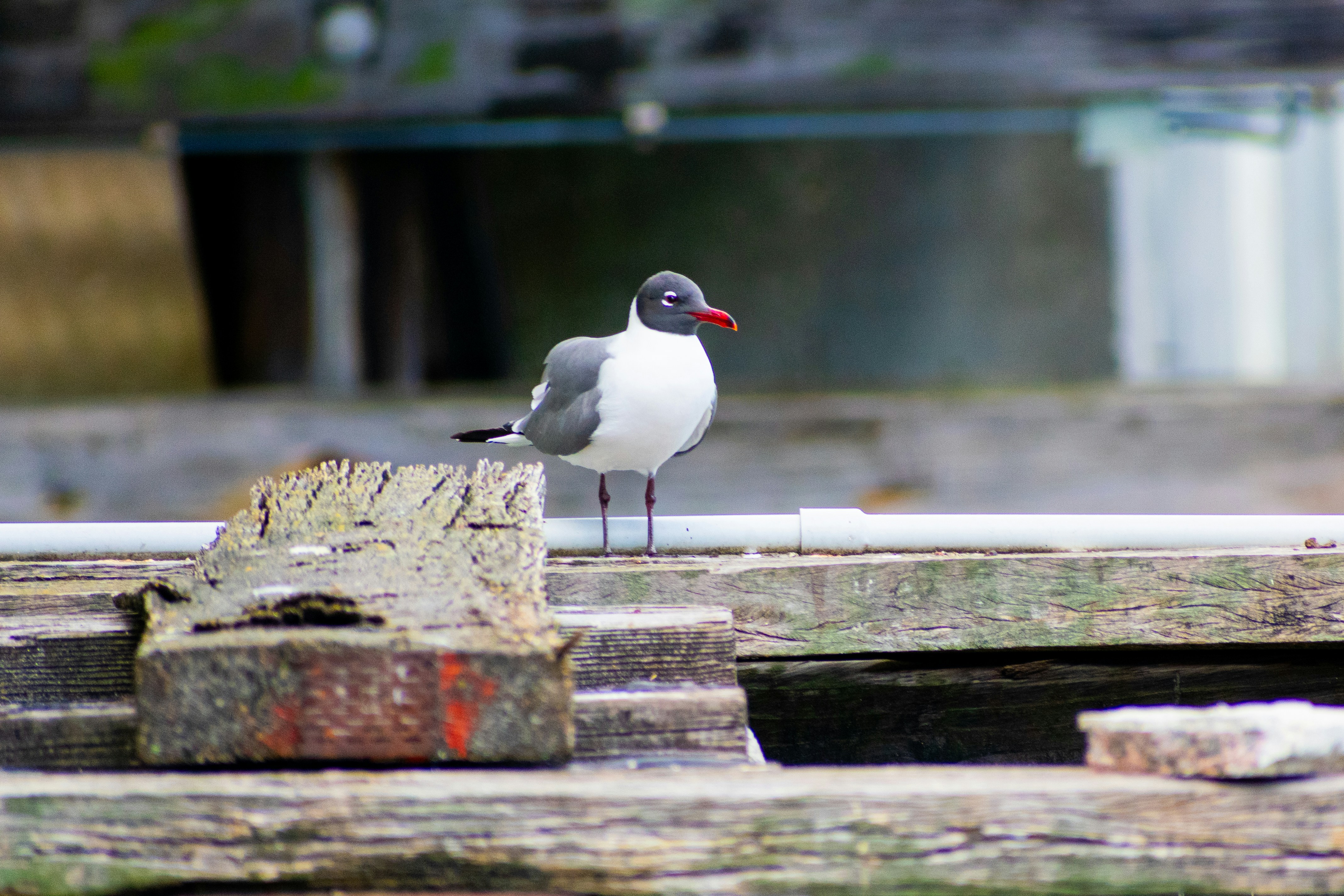 Seagull Sentinel on Weathered Wharf Planks