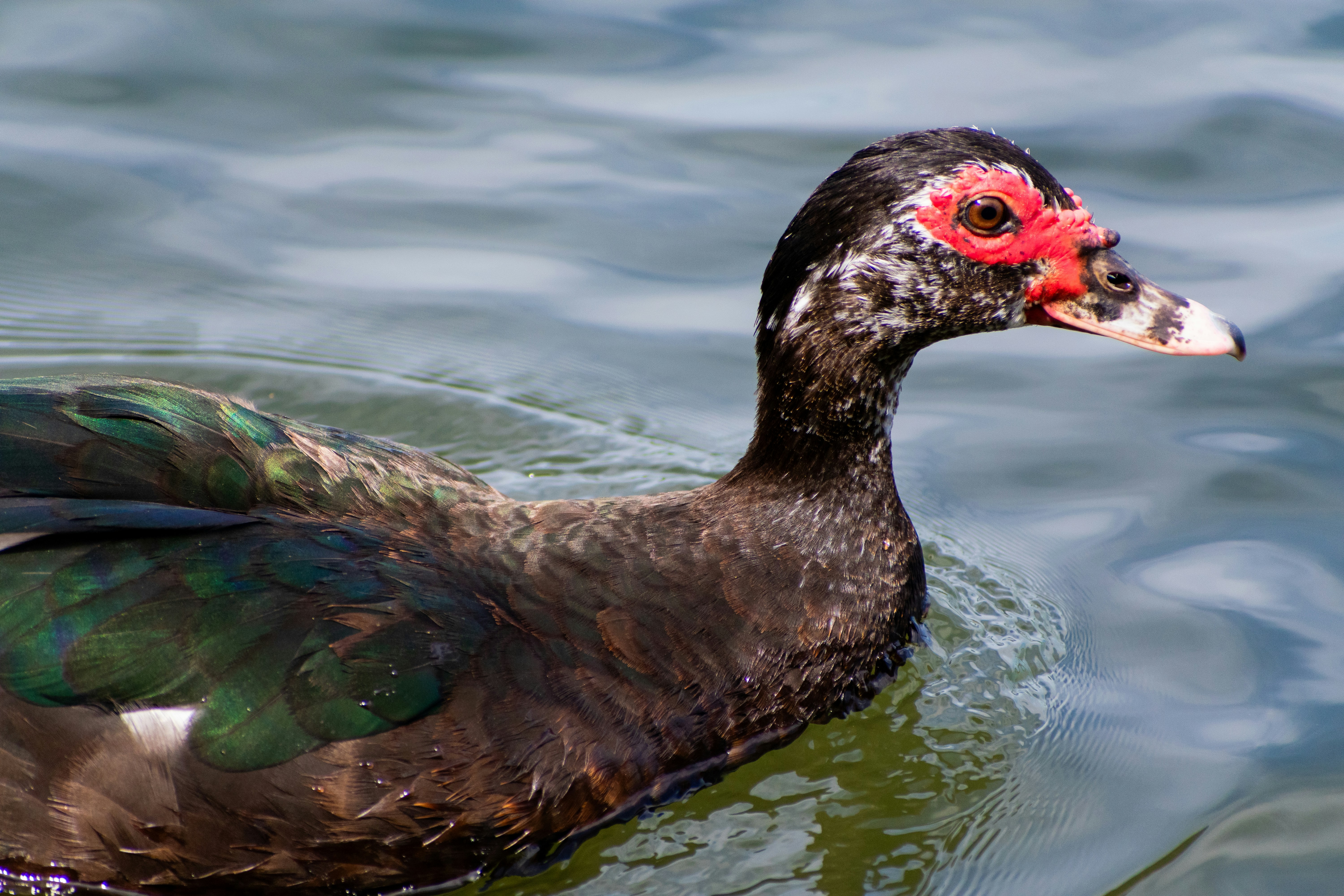 Red-Crowned Duckling on a Dappled Lake