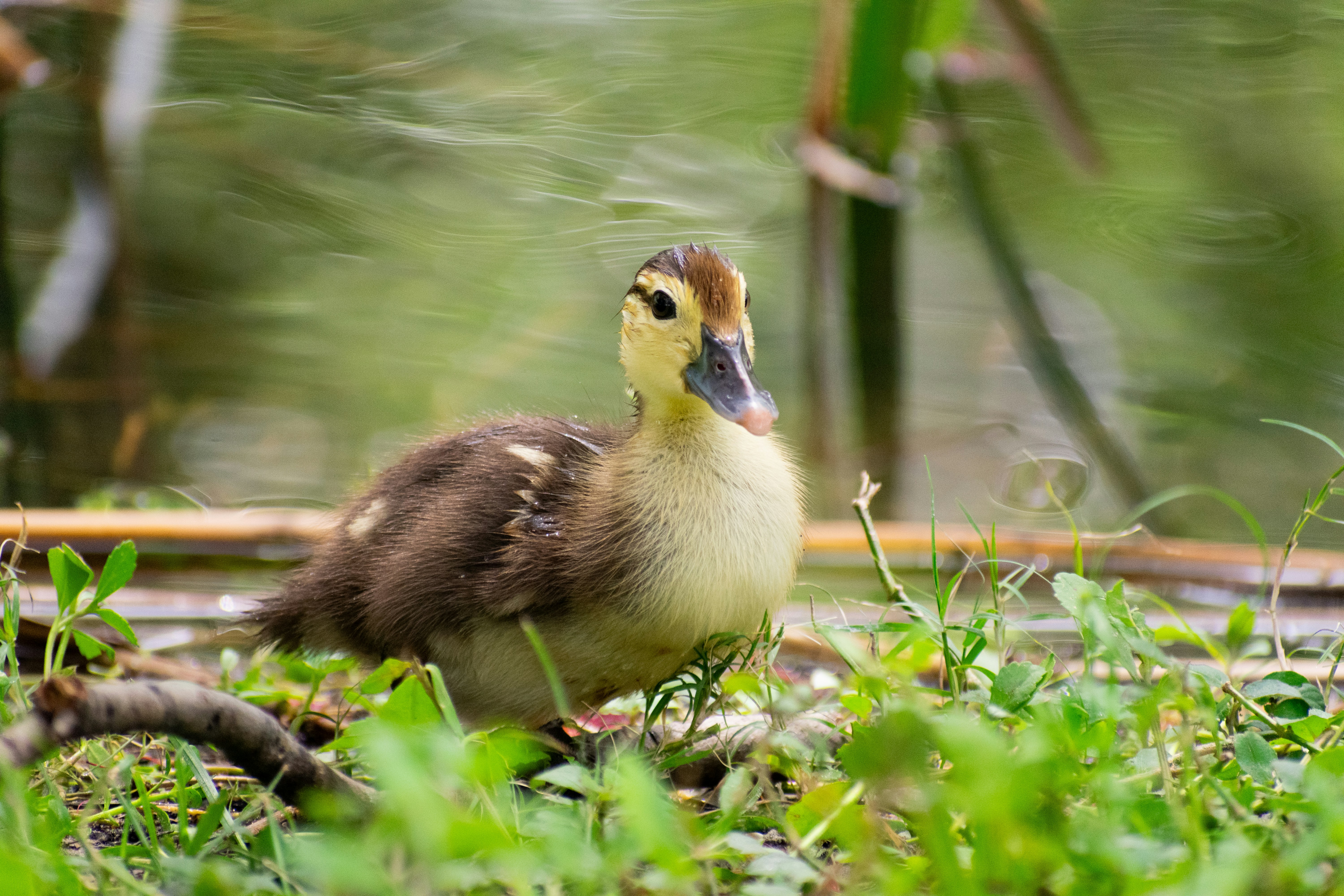 Photo by Robin Teng with Nikon D3400
