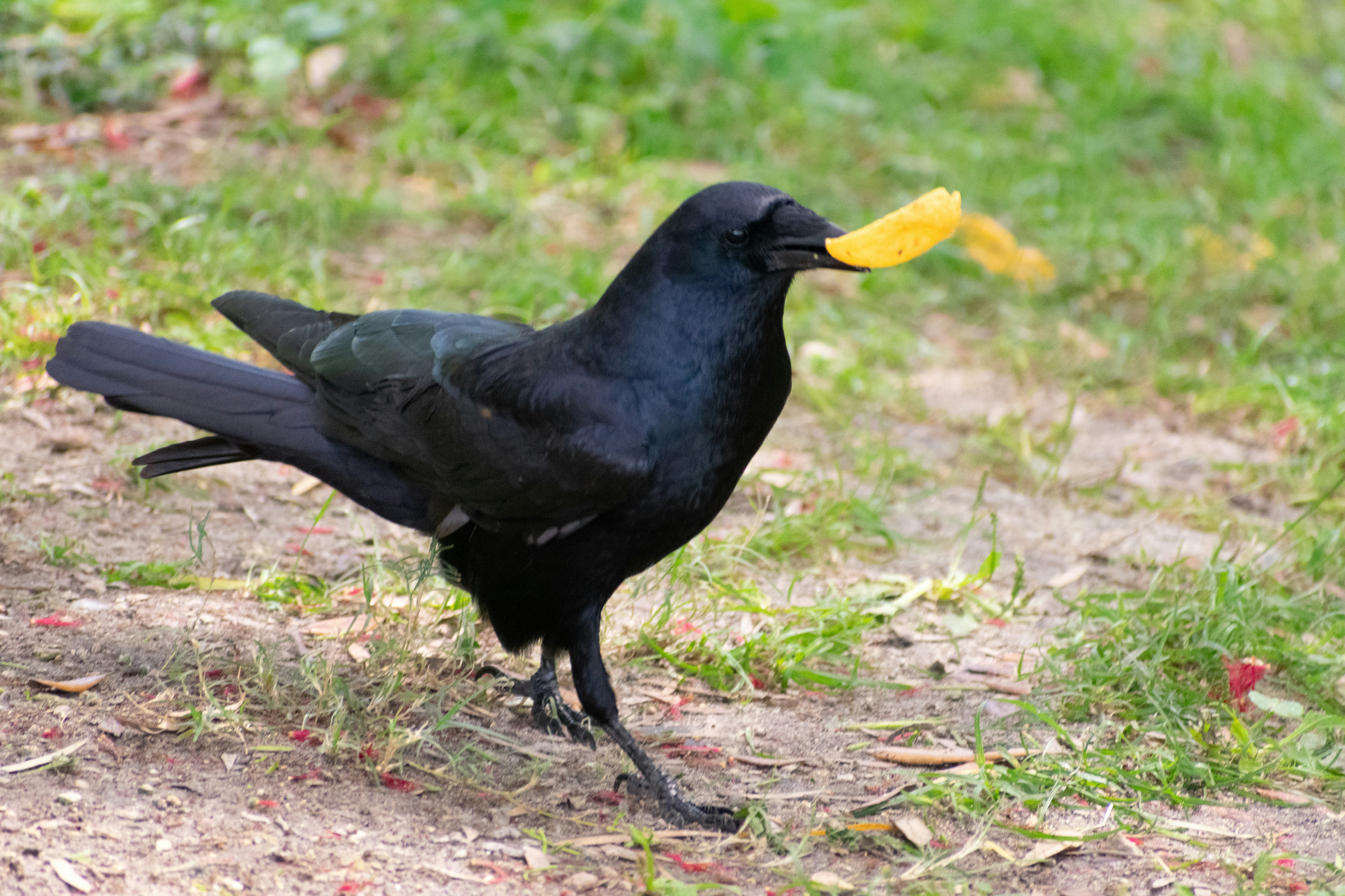 Amber Leaf in Beak: A Crow's Parkside Pause