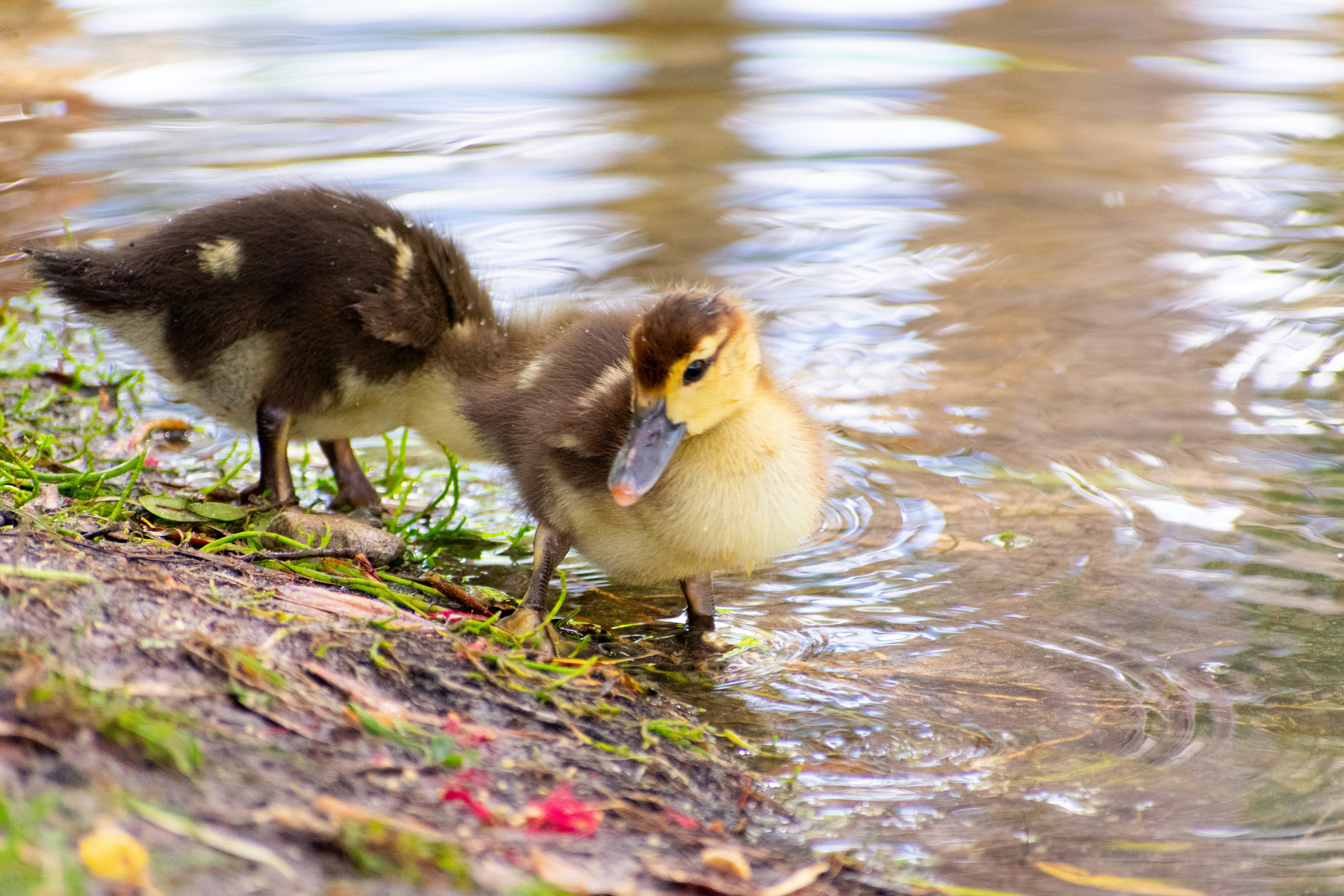 Un patito y un patito están parados en el agua foto – Imagen de Animal ...