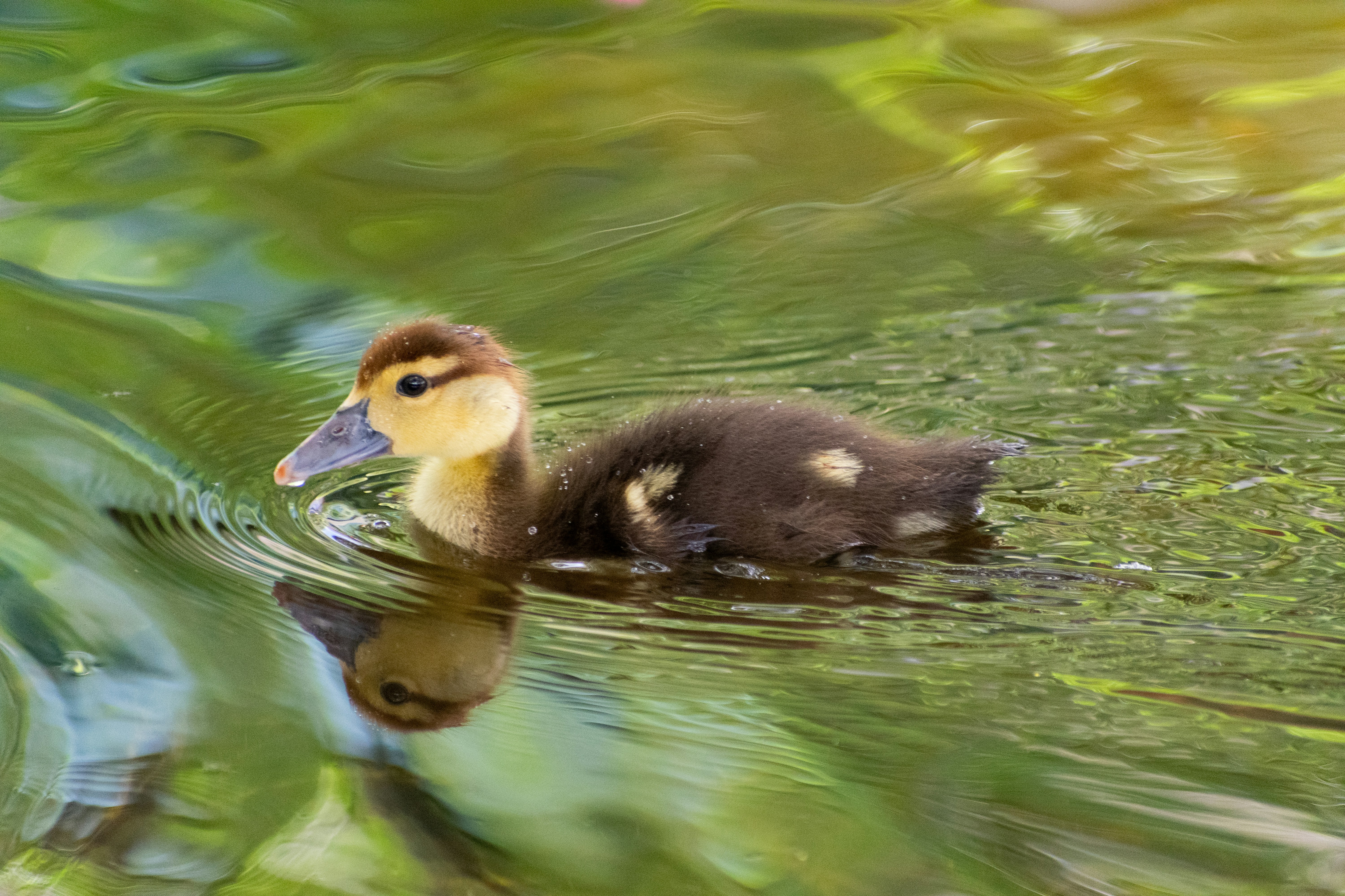 A duck floating on top of a body of water photo – Free Tampa Image on ...