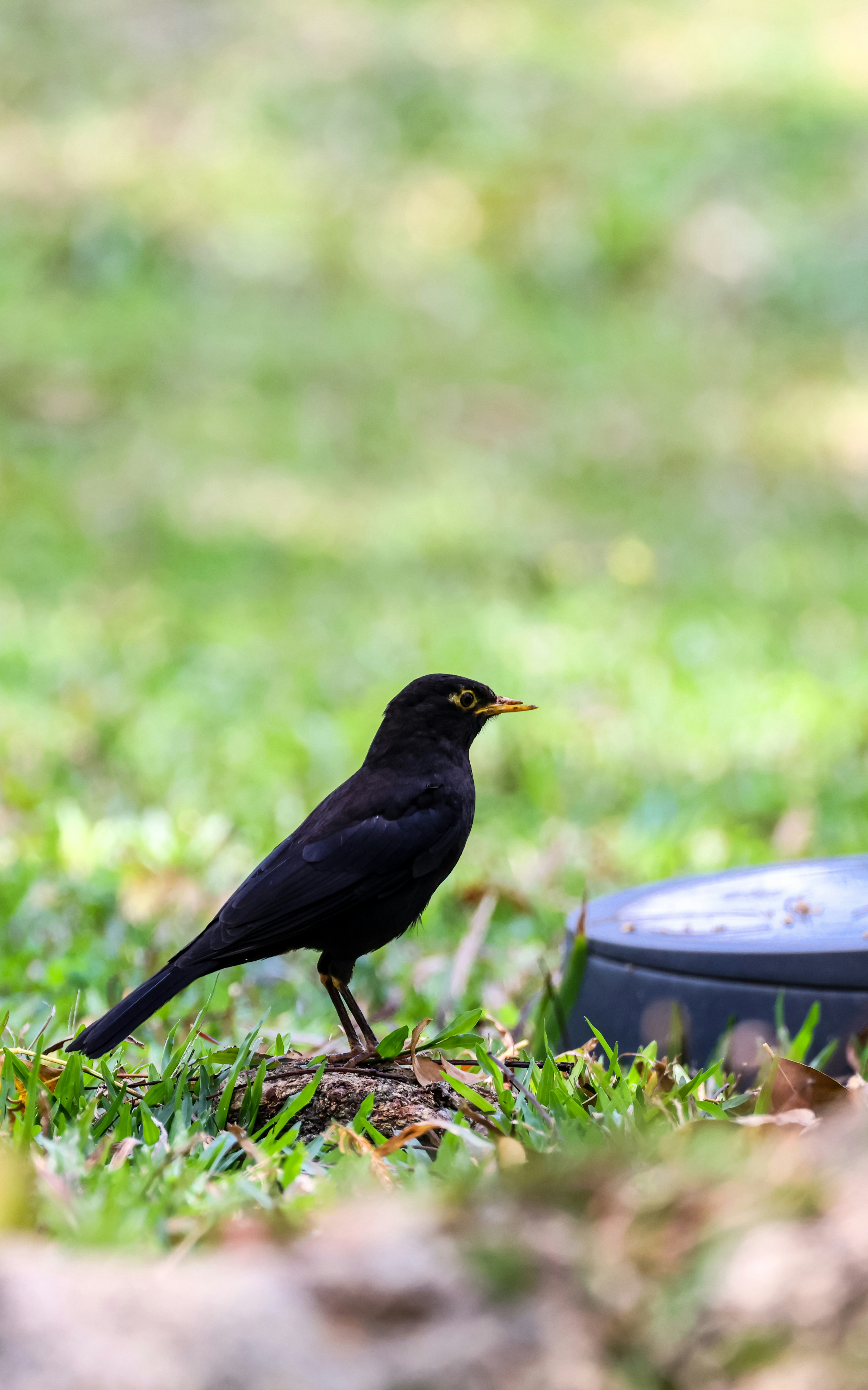 Midday Blackbird on a Velvet Green Patch
