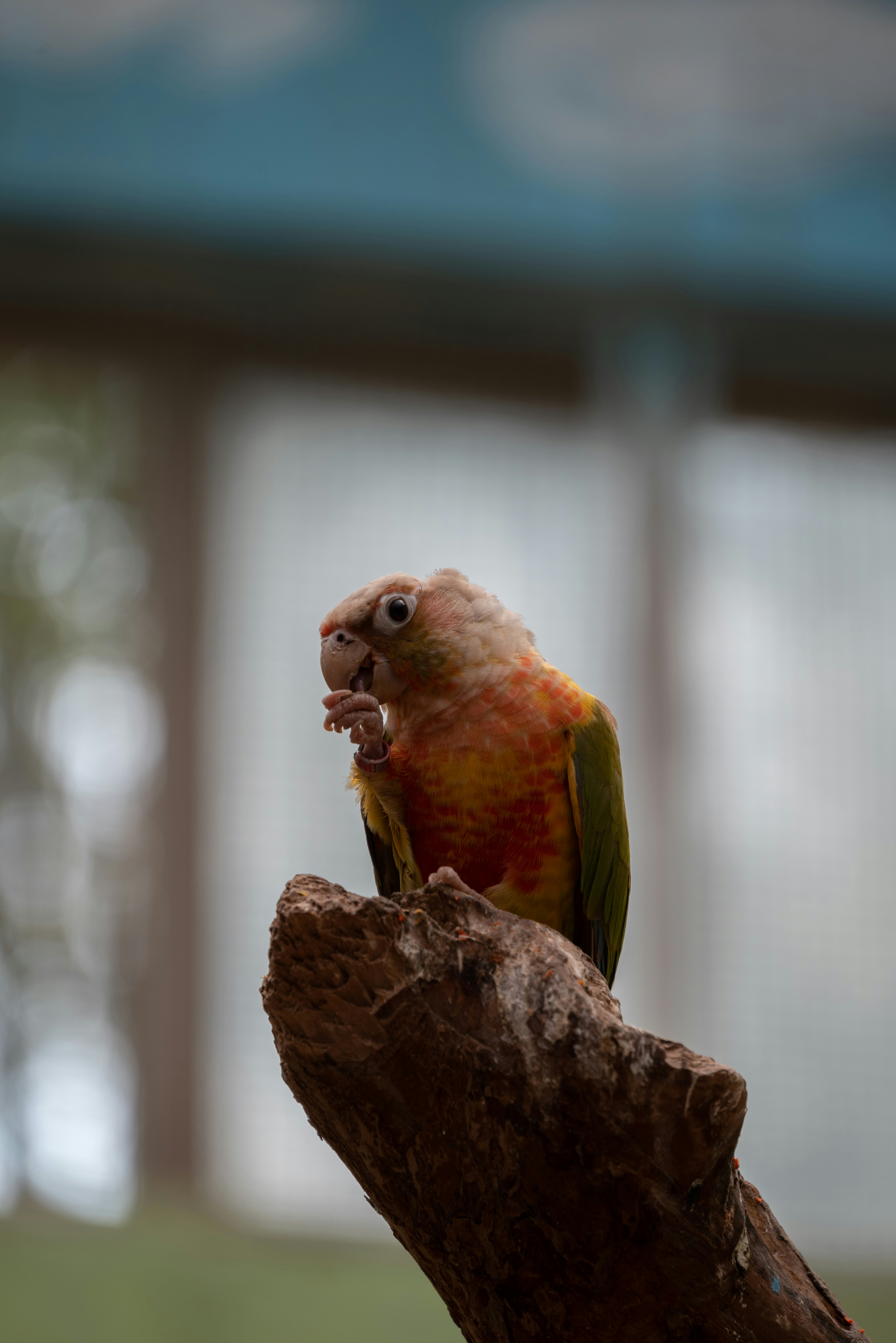 A peach-faced parrot perches on a weathered log inside an aviary, its vibrant plumage softly isolated against a blurred background.
