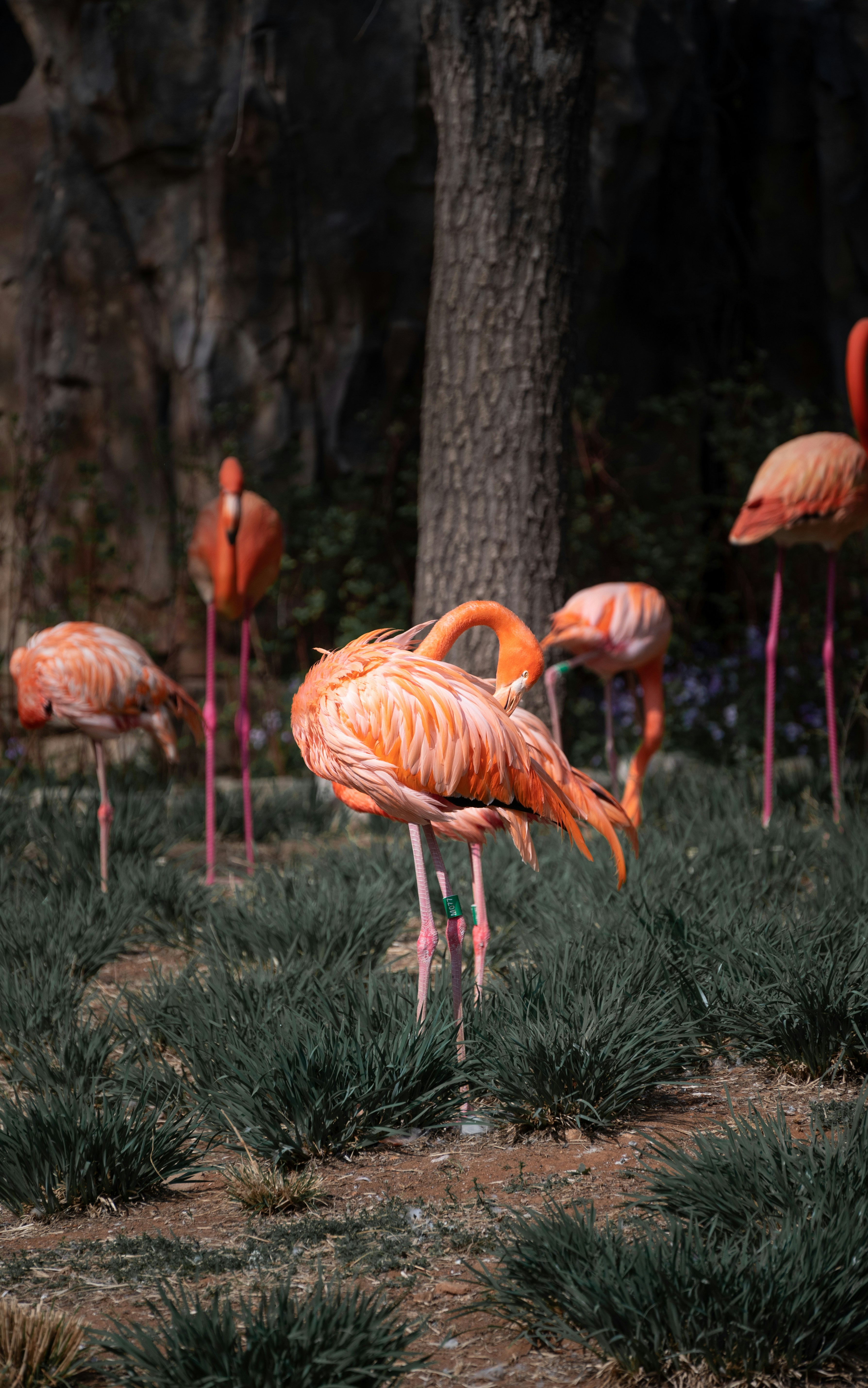 Flamingo Flock in Sunset Garden