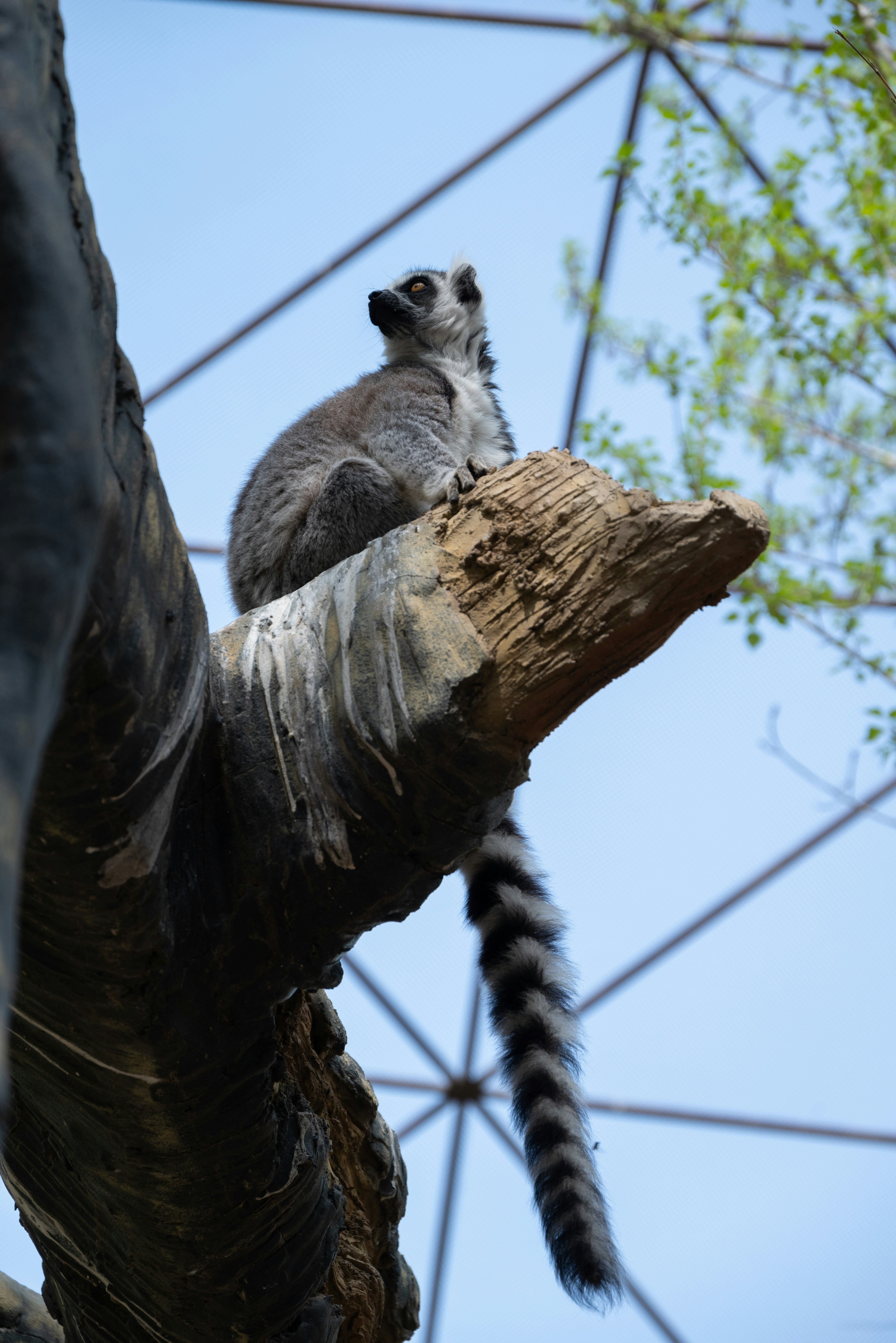 Perched Ring-tailed Sentinel Beneath a Geometric Sky Dome
