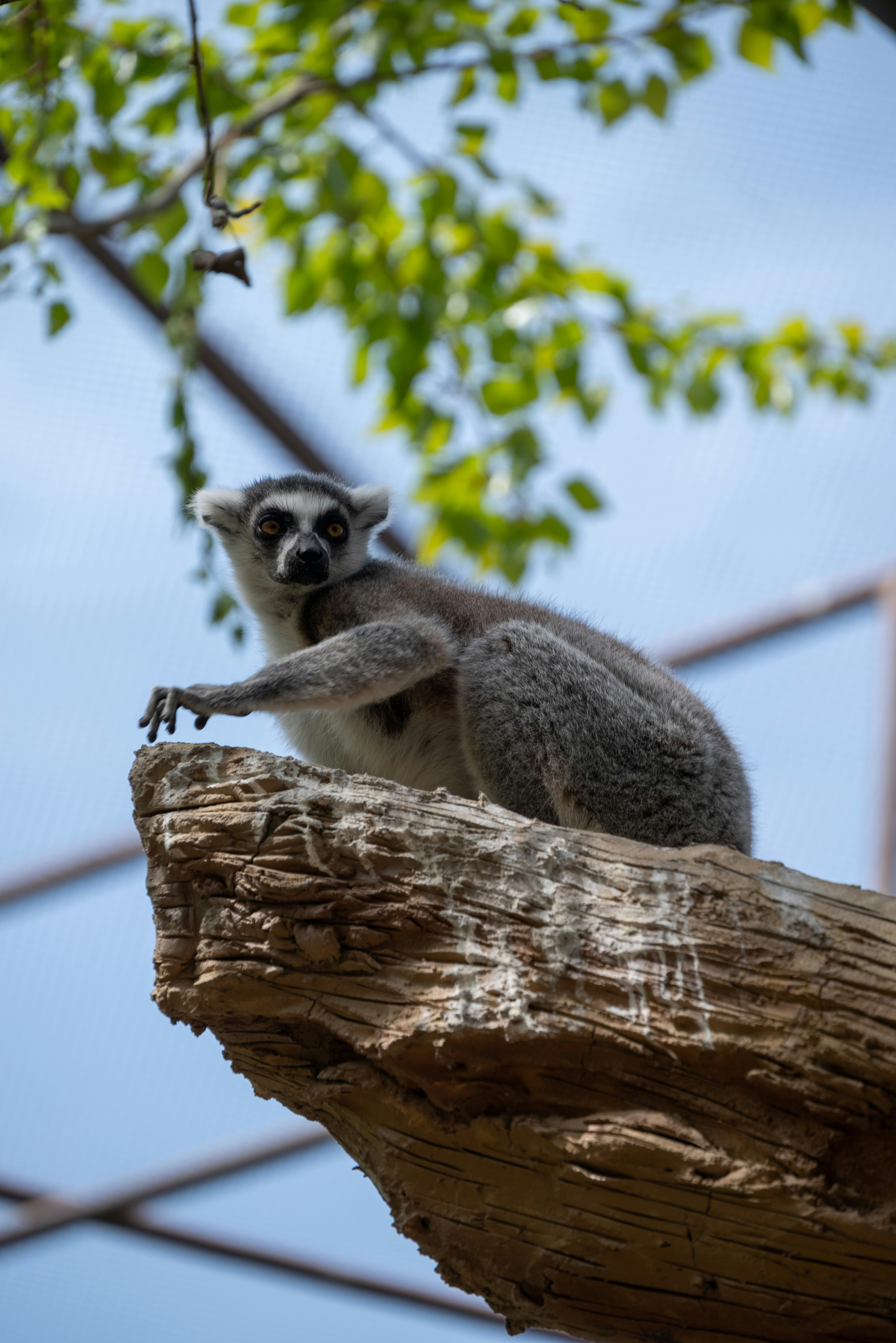 A small animal sitting on top of a tree branch photo – Free Animal ...