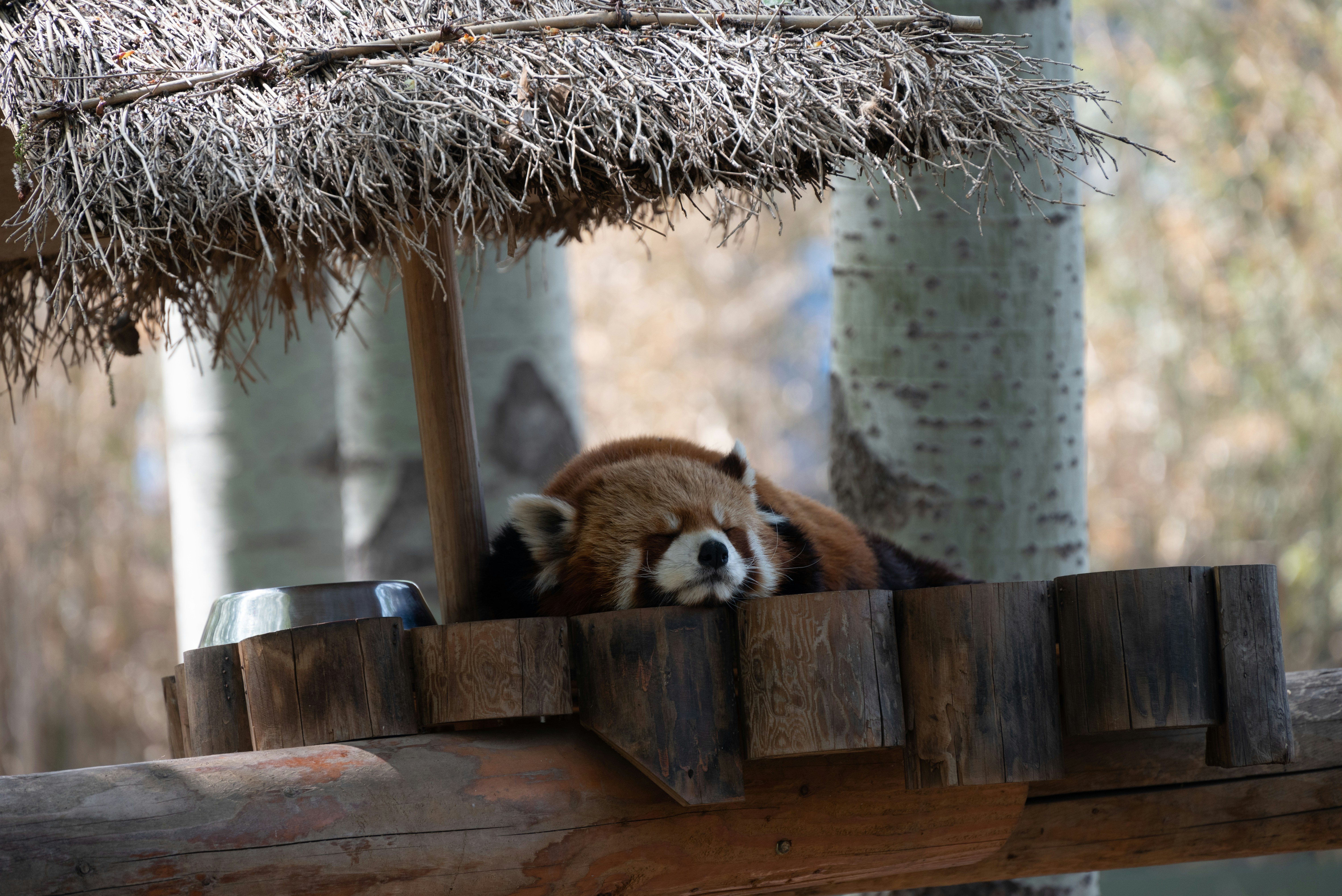 Lesser Panda Pictures | Download Free Images on Unsplash