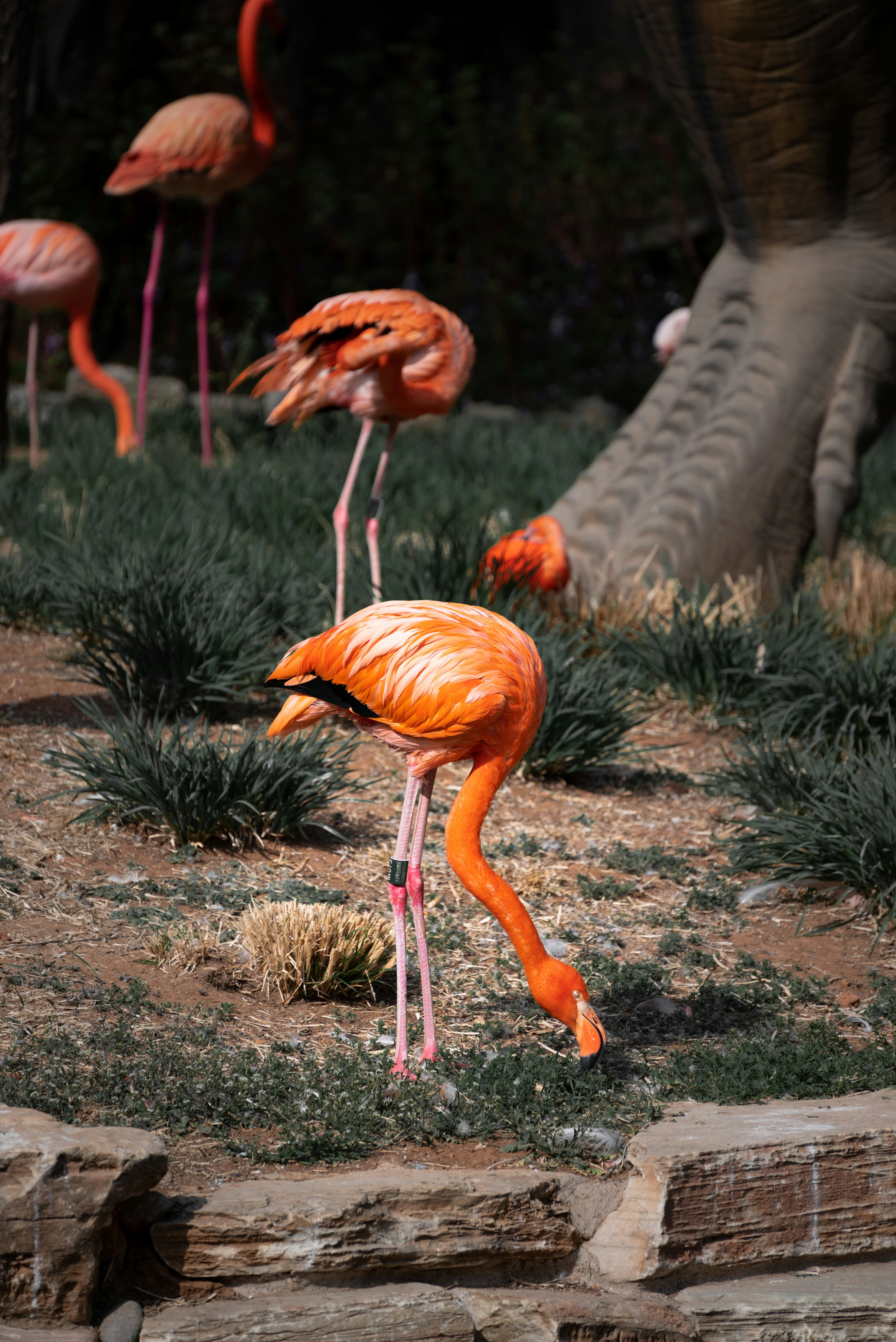 A group of flamingos standing on top of a lush green field photo – Free ...