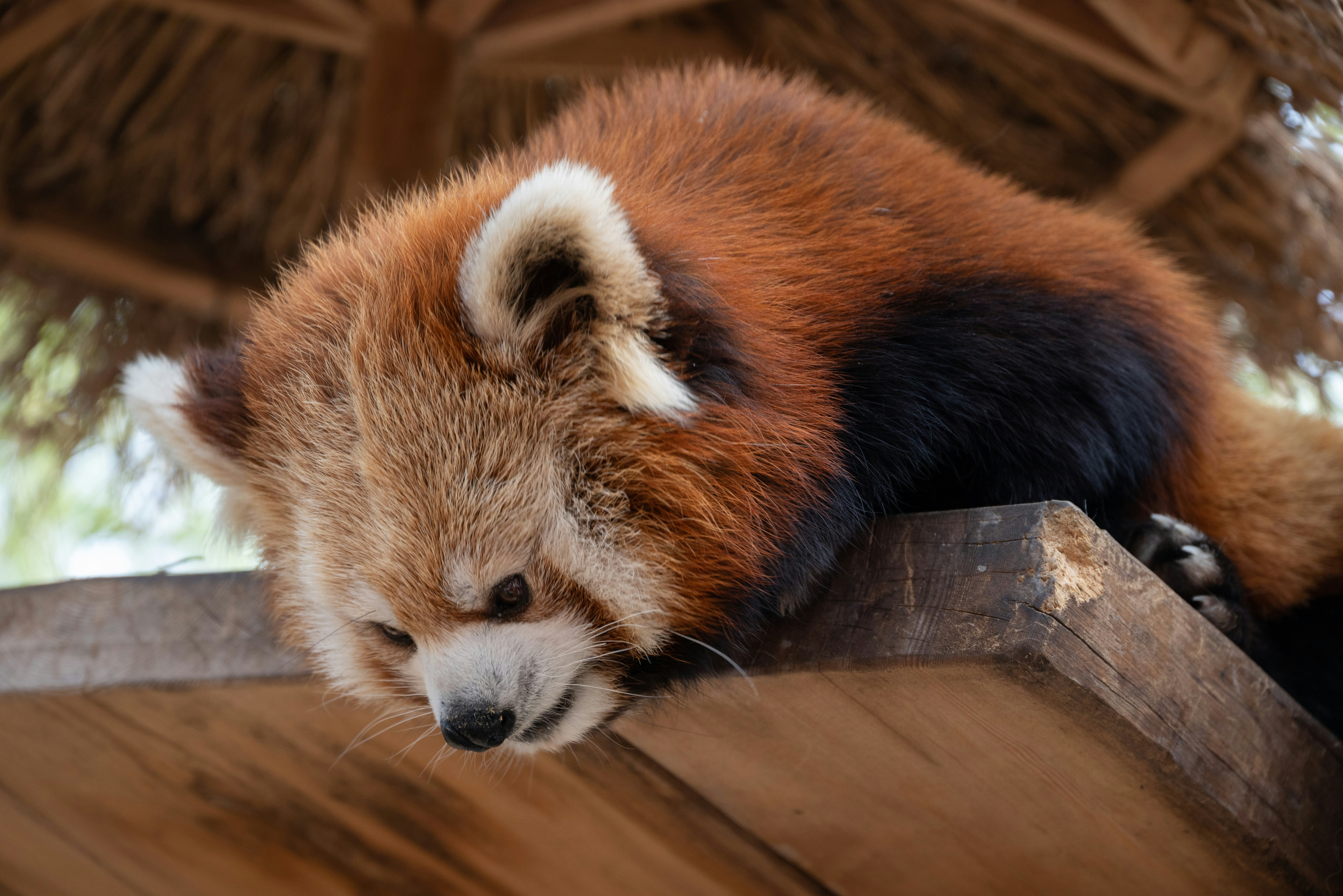 Red Panda at Rest: Sunlit Ledge Beneath a Thatch Roof