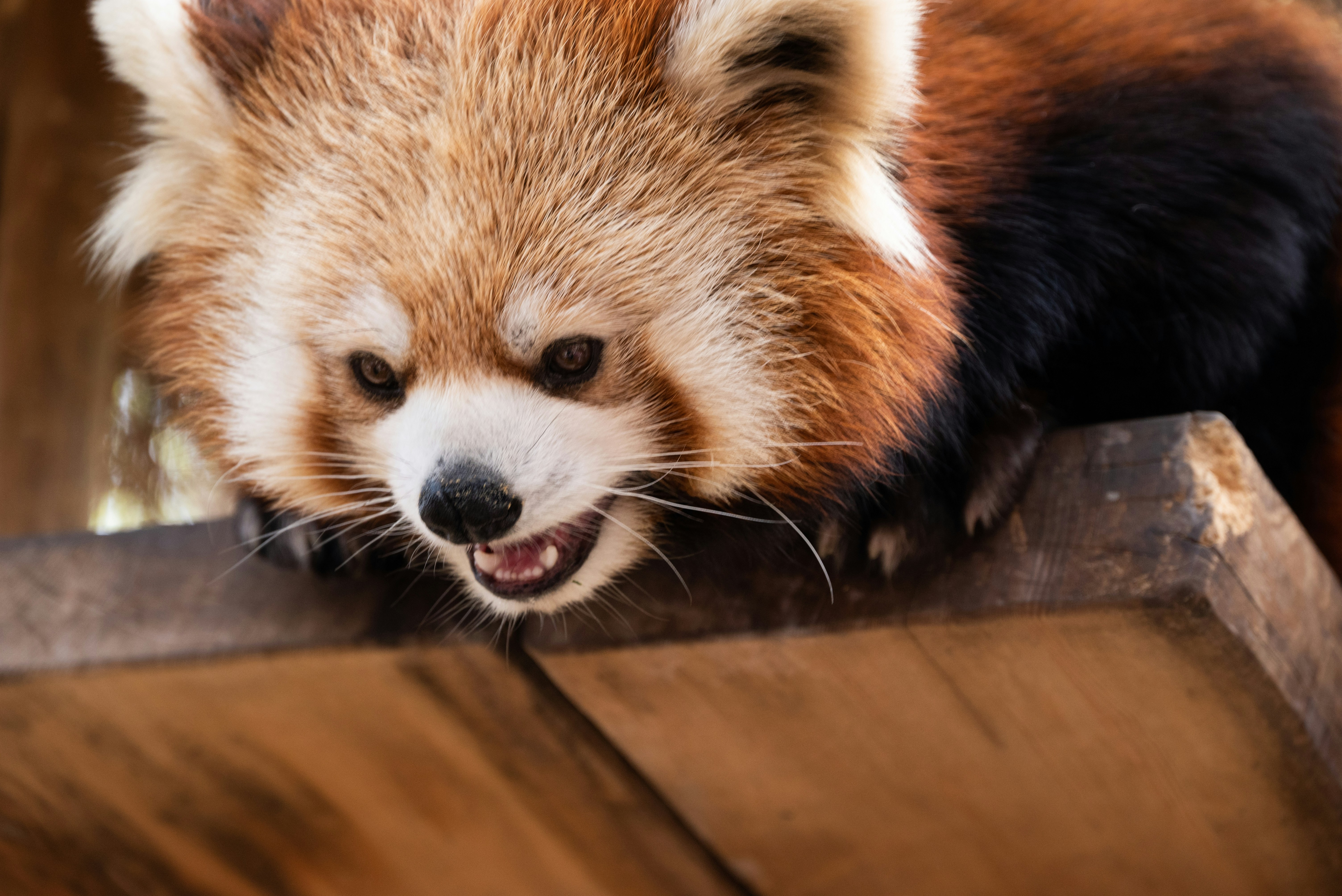 Curious Red Panda Peering Over a Timber Ledge